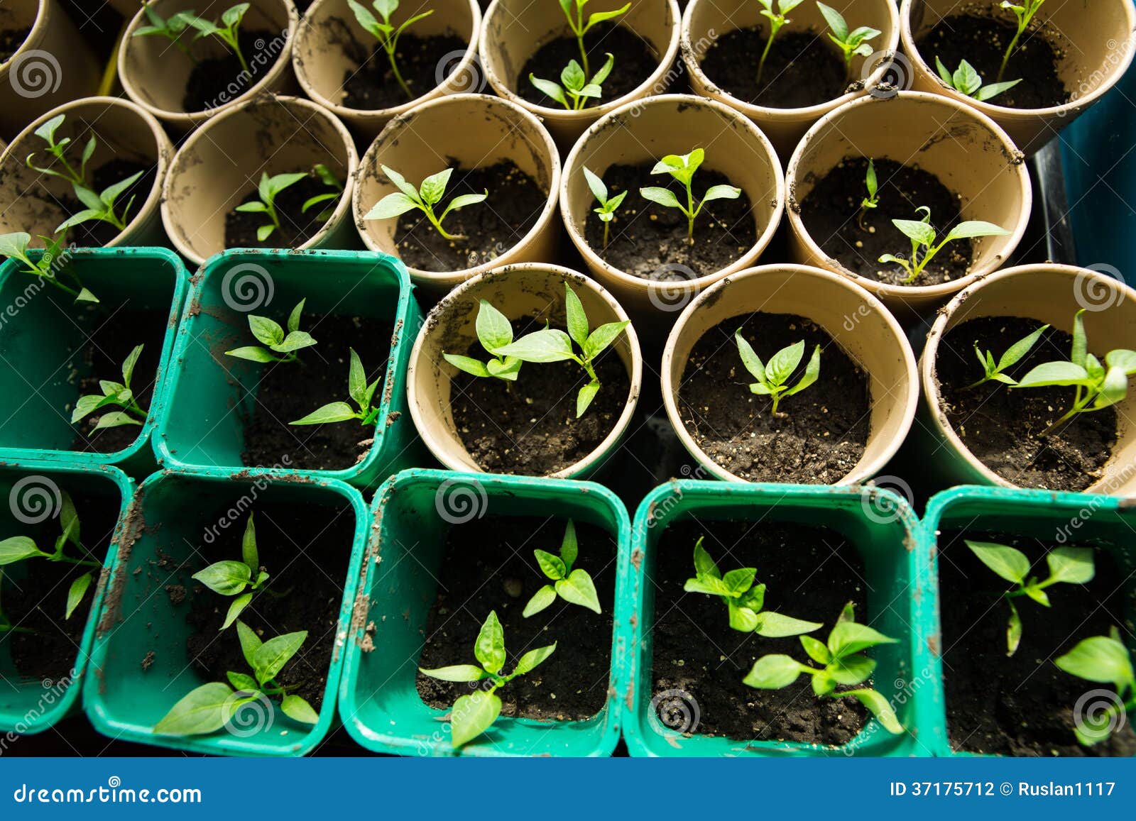 Growing palnt stock photo. Image of fresh, country, leaf - 37175712