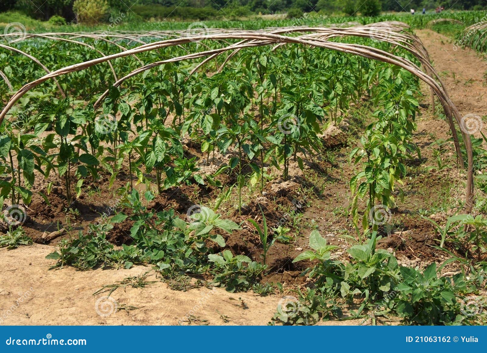 Growing paprika stock photo. Image of chilly, farm, healthy - 21063162