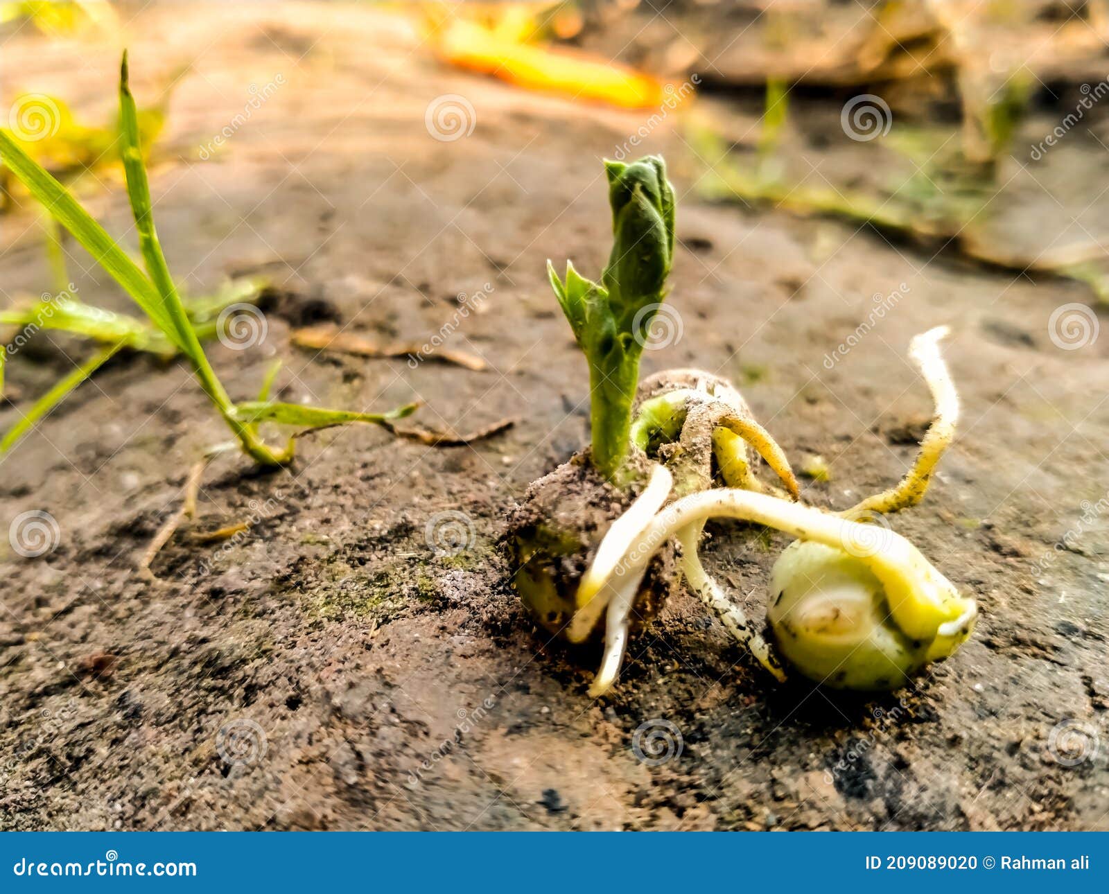 A Growing Pea Plant in Ground. Stock Photo - Image of invertebrate ...