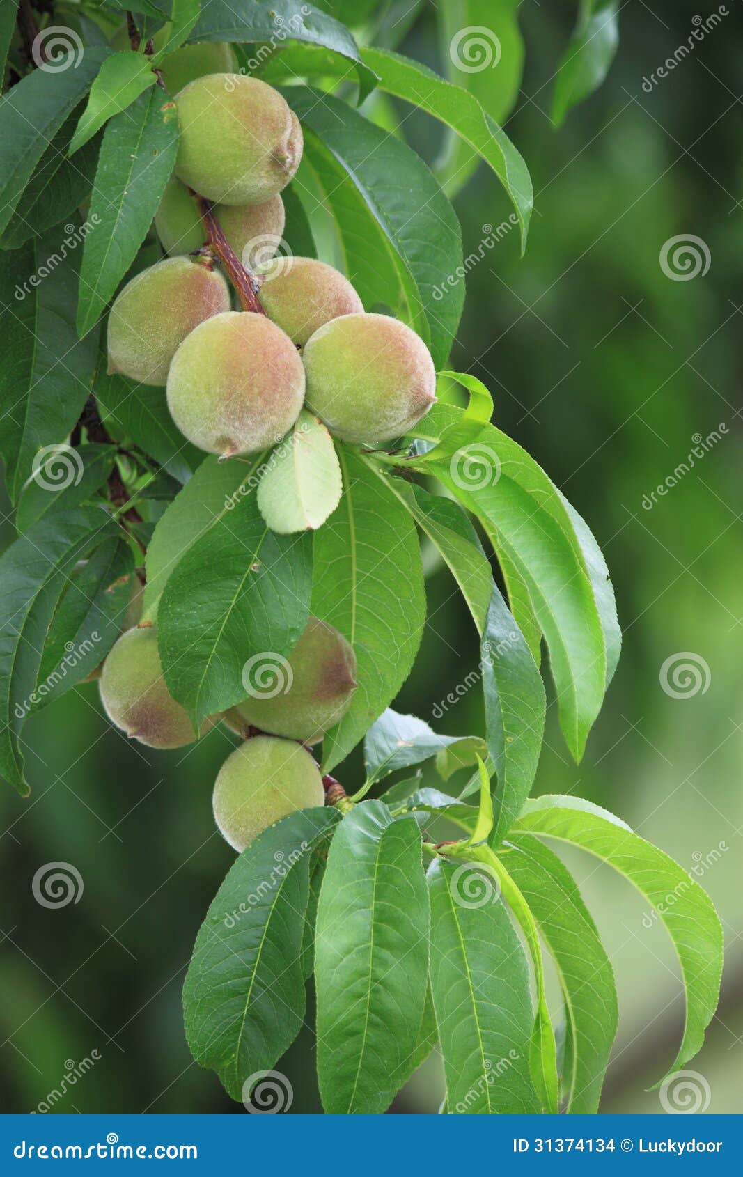Peach Garden stock photo. Image of organic, peaches, delicious - 31374134