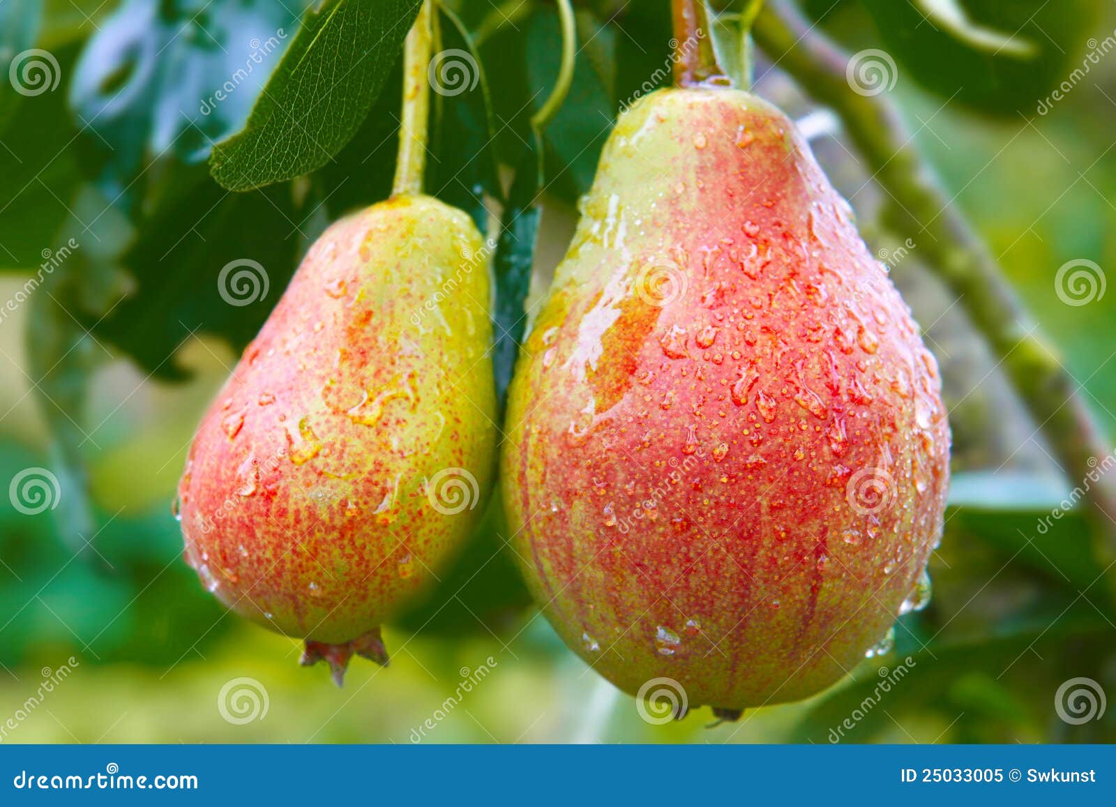 Growing Pear stock image. Image of vegetarian, leaf, watter - 25033005