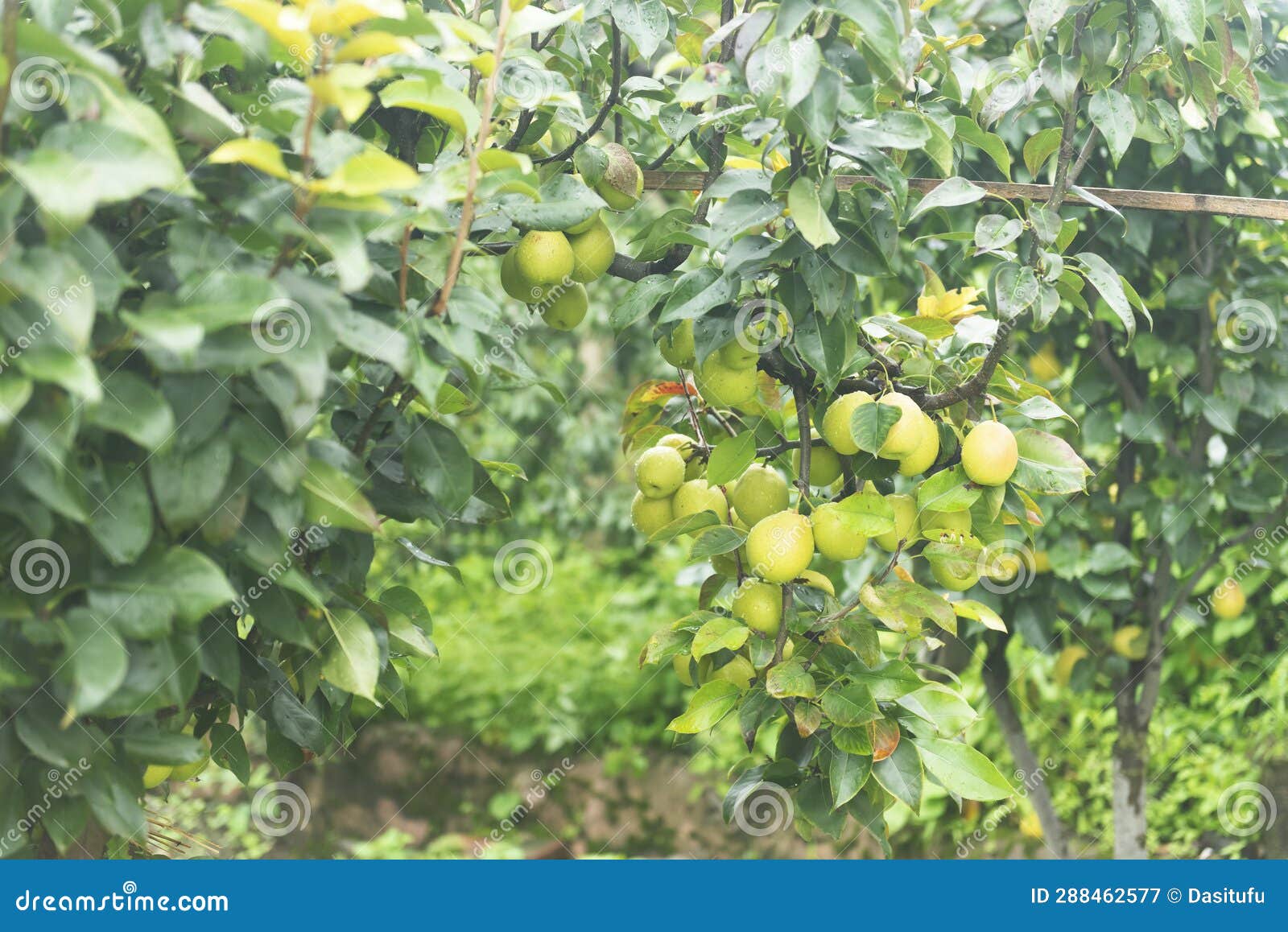 Growing Pear Tree in Orchard after Rain Stock Image - Image of drop ...