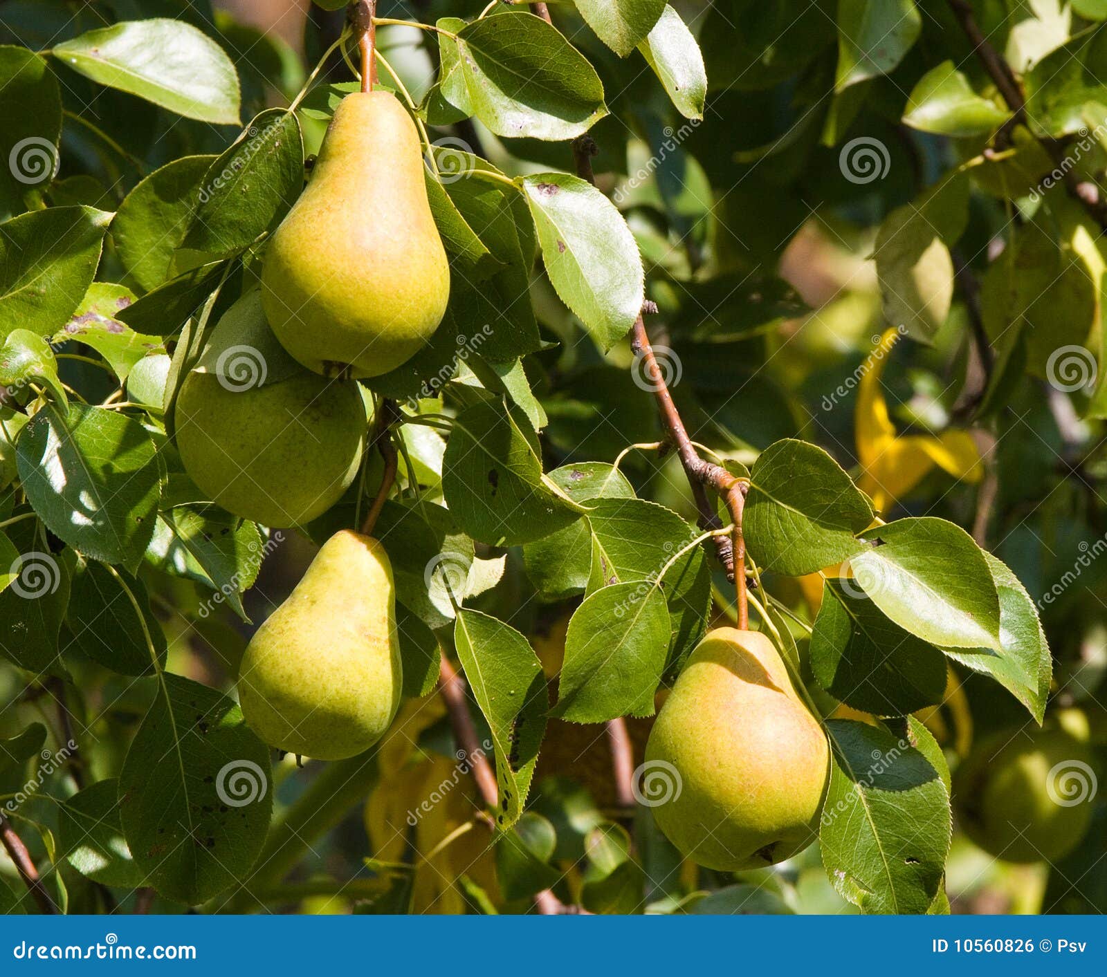 Growing pears stock photo. Image of branch, gardening - 10560826
