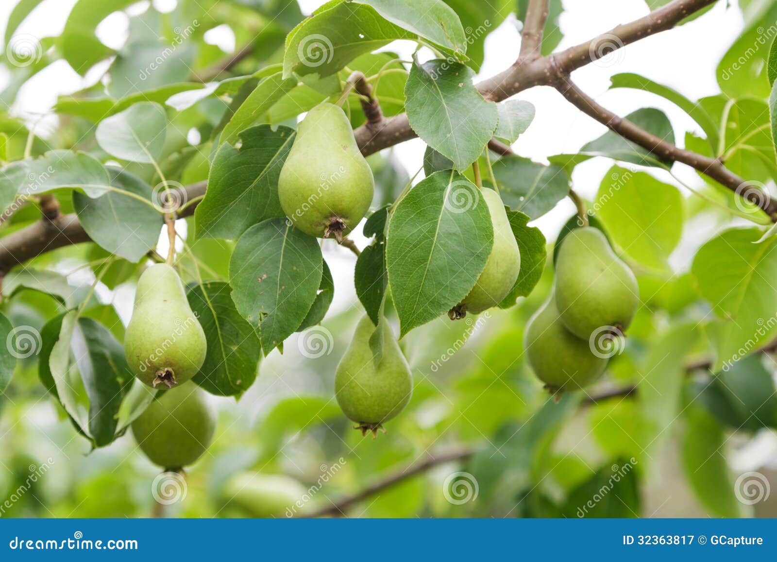 Growing pears on the tree stock image. Image of harvest - 32363817