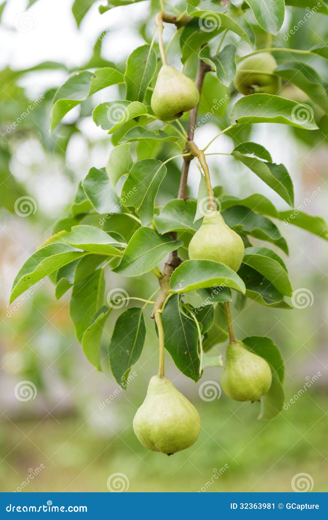 Growing pears on the tree stock image. Image of autumn - 32363981