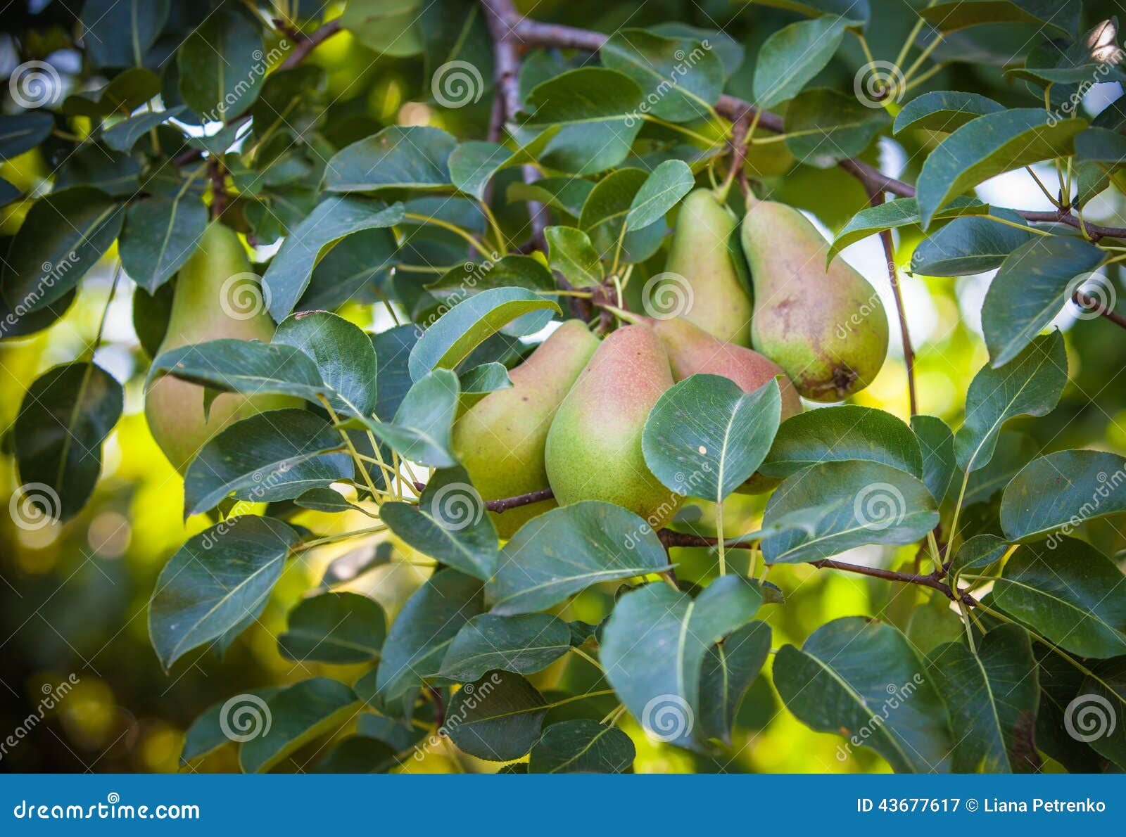 Growing pears on the tree stock image. Image of orchard - 43677617