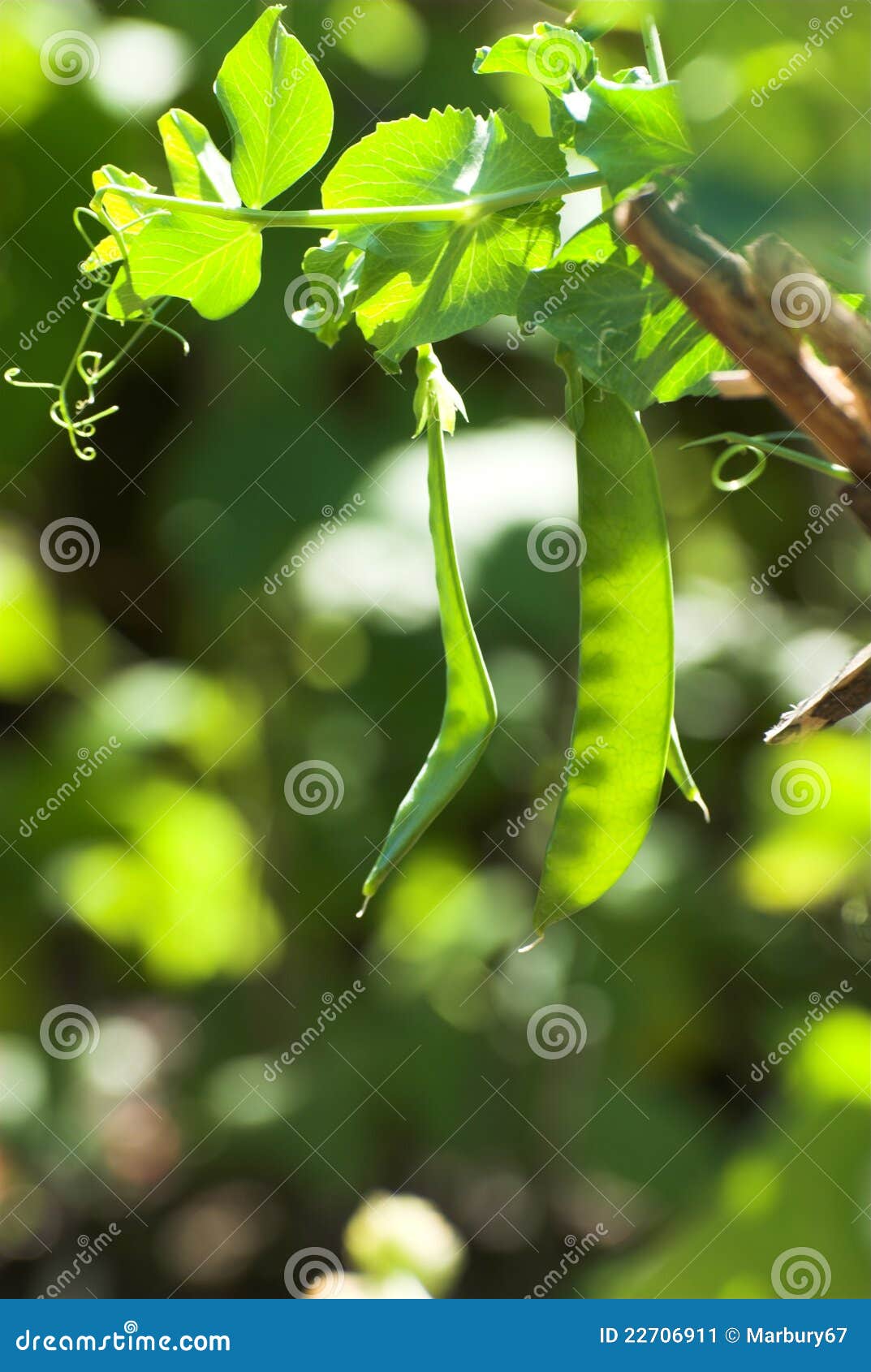 Growing Peas stock image. Image of legume, growing, sunlight - 22706911
