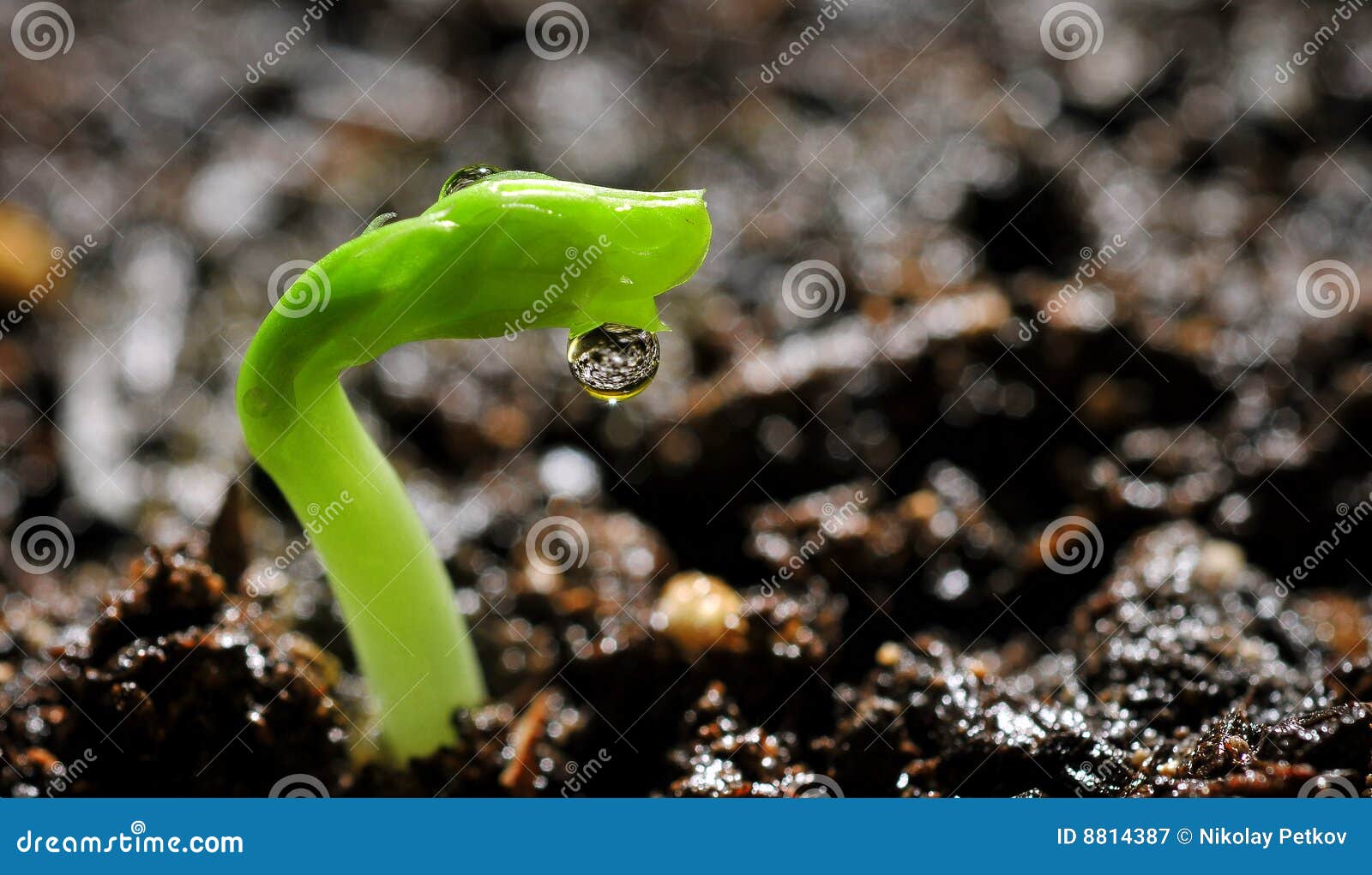 Growing peas stock image. Image of natural, detail, season - 8814387