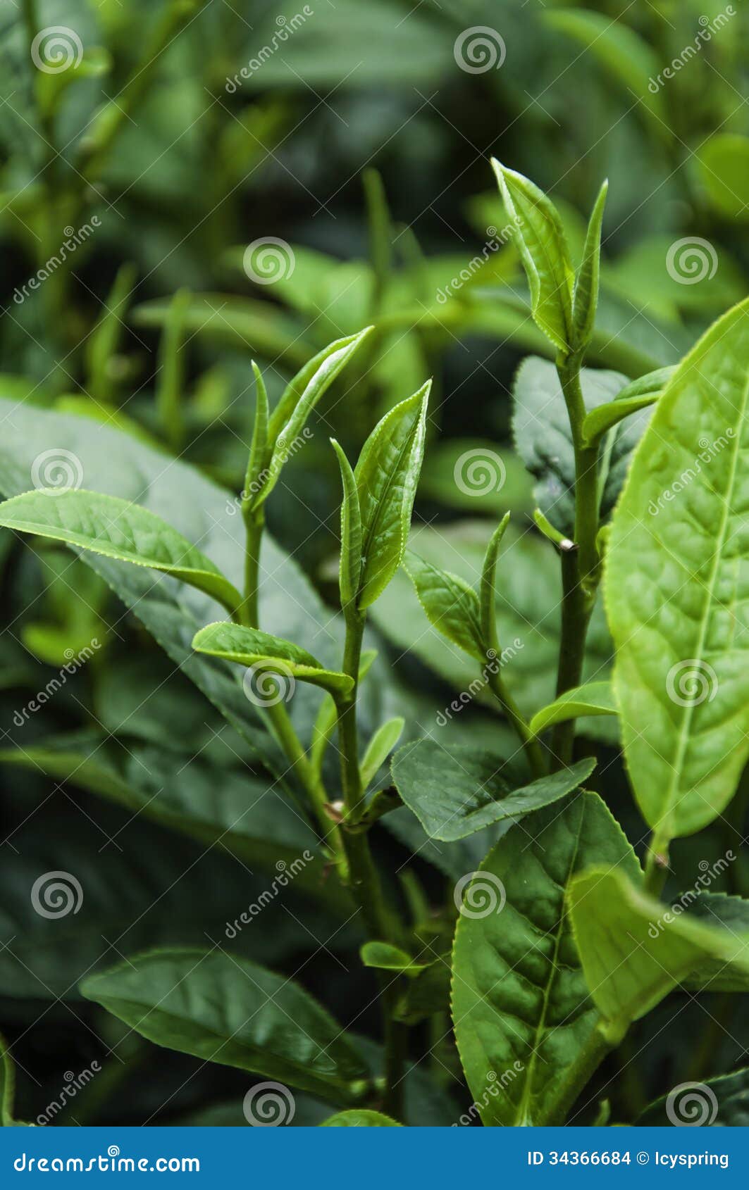 Growing pekoe tea stock photo. Image of herbal, heat - 34366684
