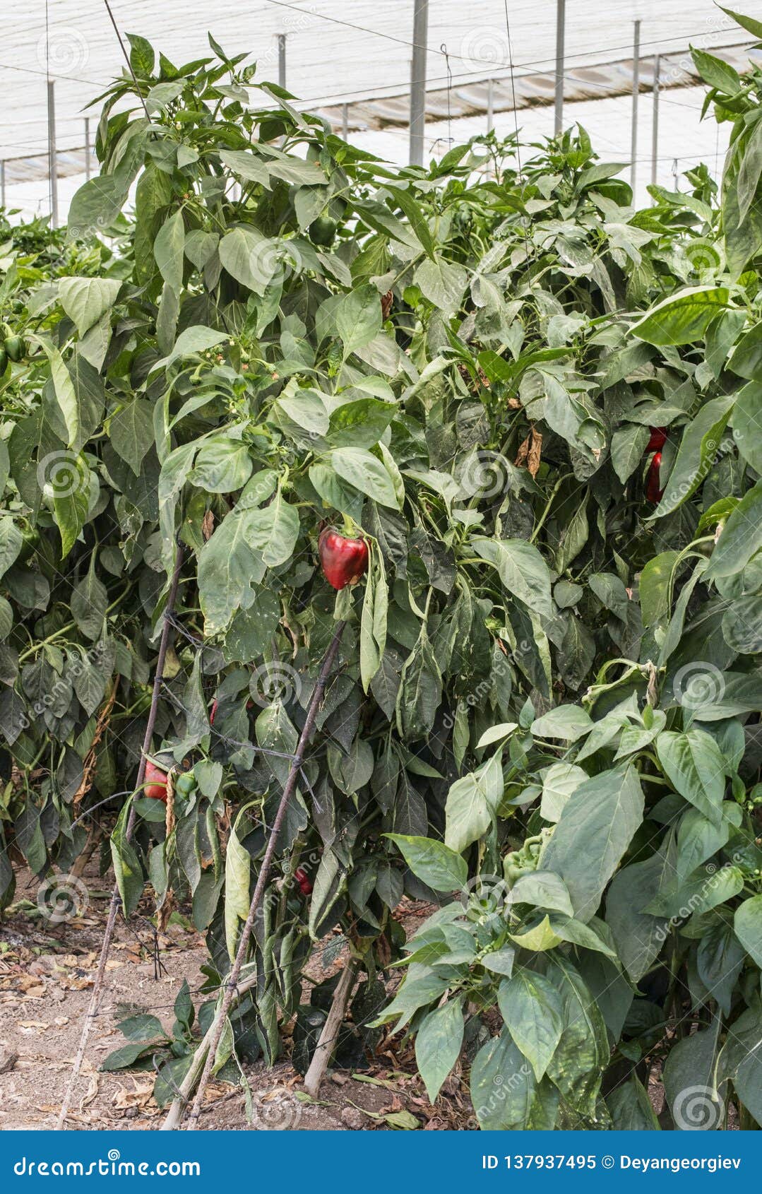 Growing Peppers in the Field Stock Image - Image of agriculture, plant ...