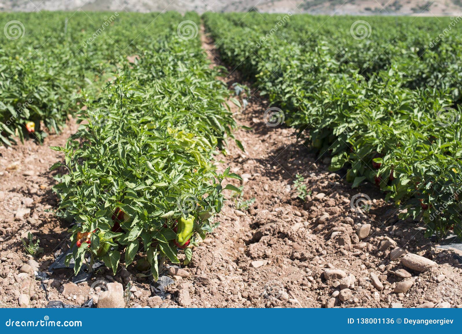 Growing Peppers in the Field Stock Photo - Image of sweet, field: 138001136
