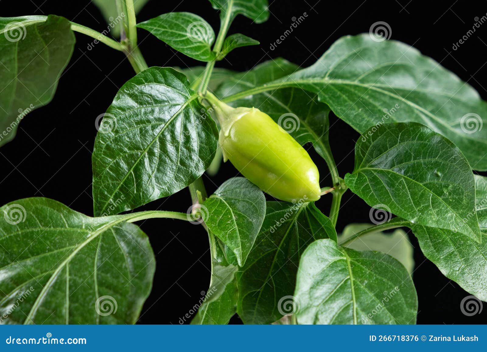Growing Peppers from Seeds. Step 10 - Small Green Pepper on the Branch ...