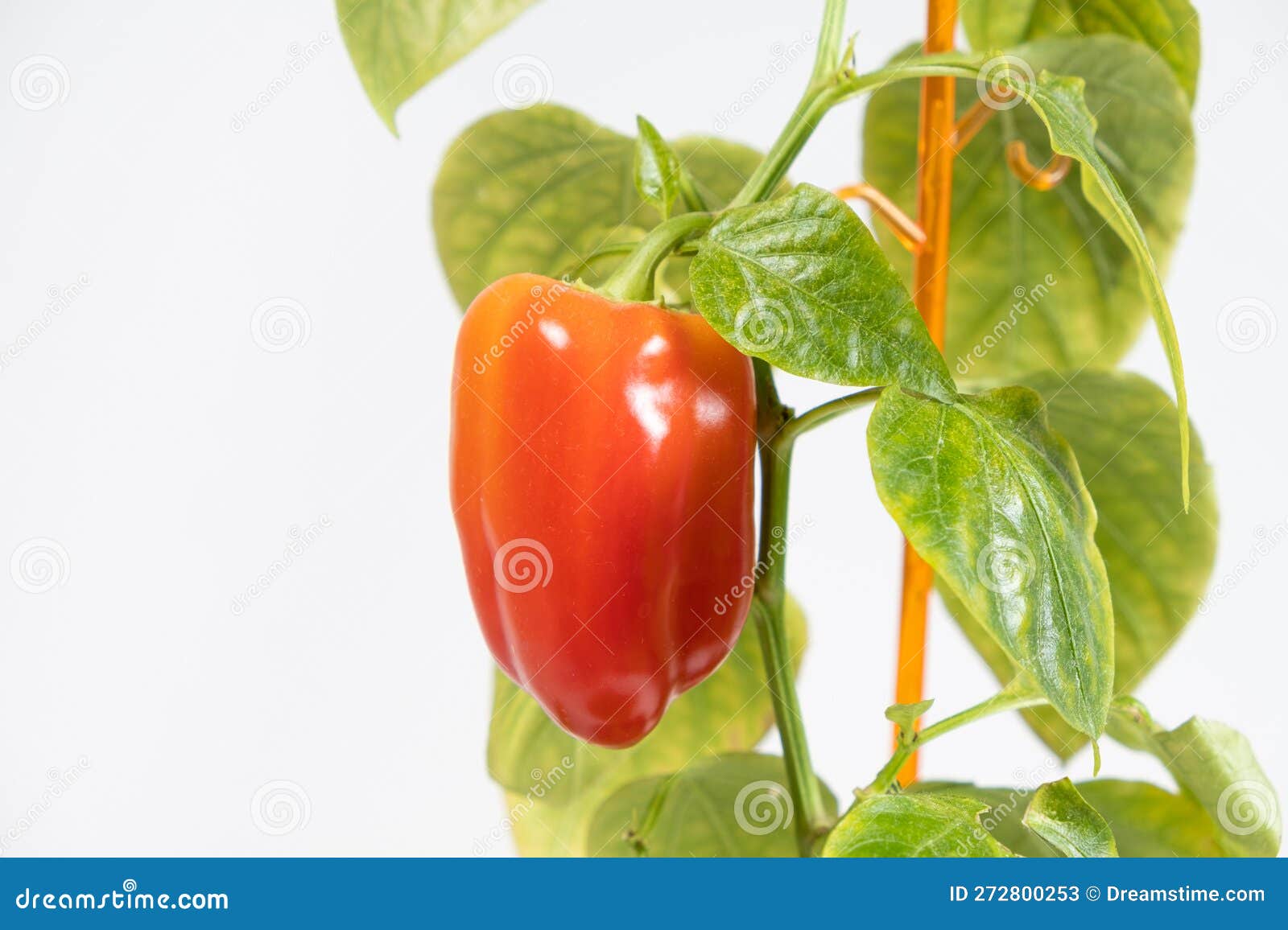 Growing Peppers from Seeds. Step 11 - Small Red Pepper on the Branch ...
