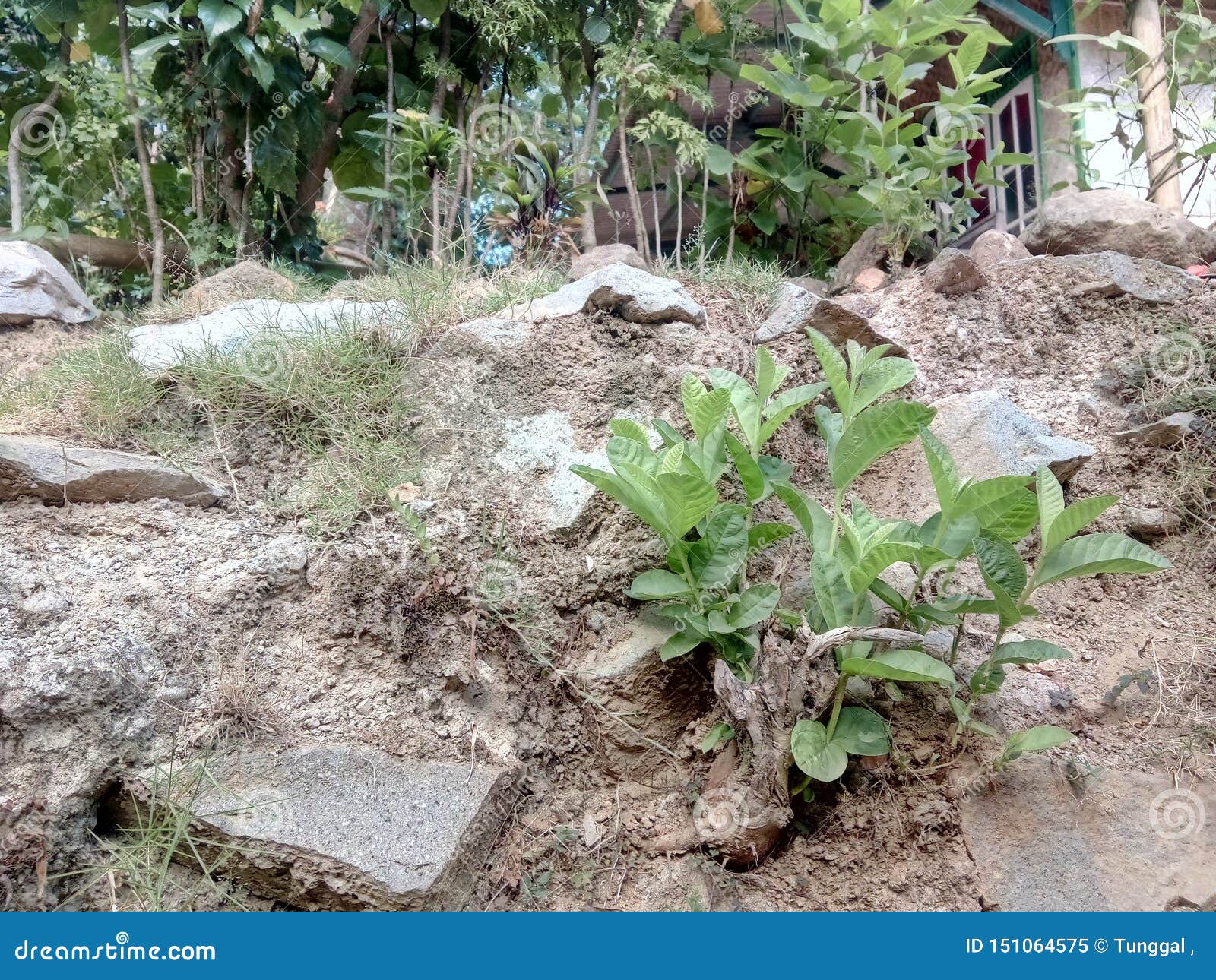 Growing among Piles of Stones Stock Image - Image of piles, soil: 151064575