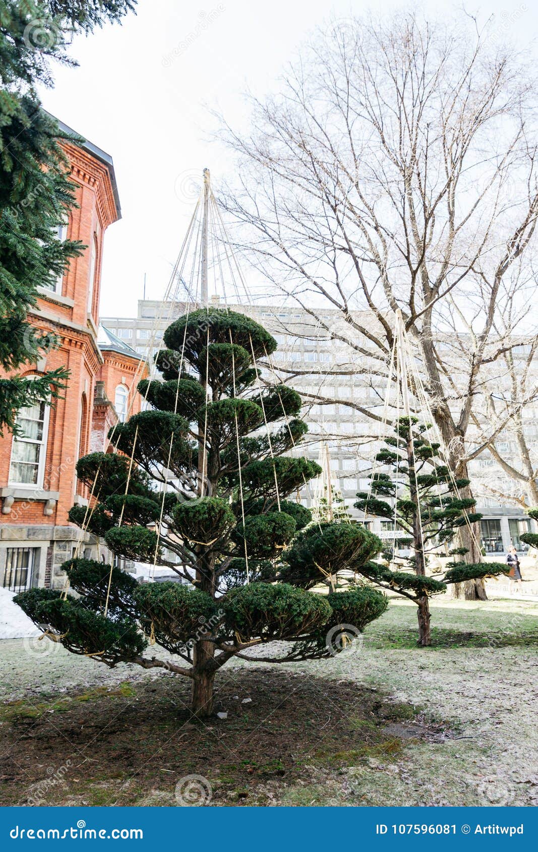 Growing Pine Equipped Cone Structure on the Top with Leafless Trees in ...