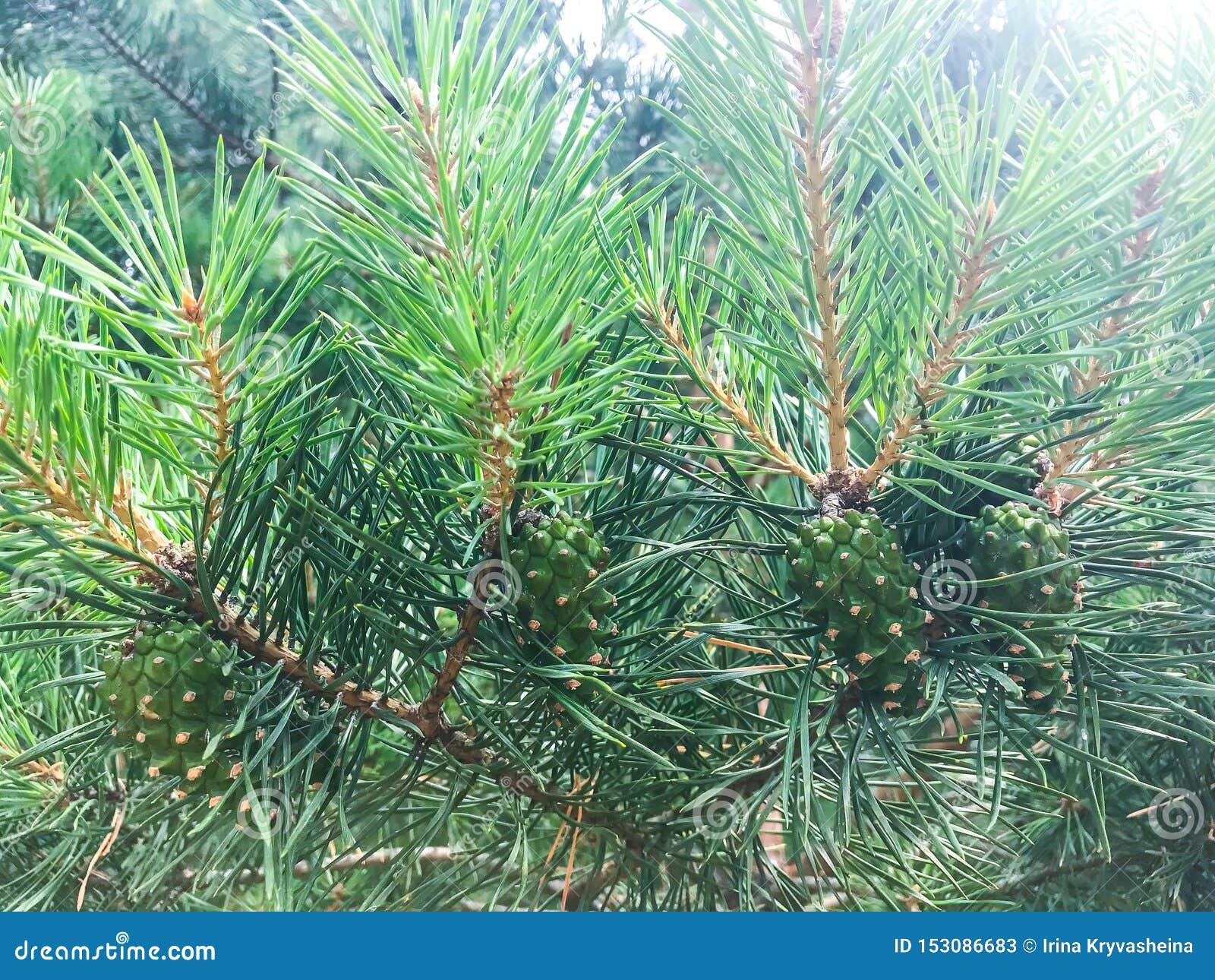 Growing Pine with Green Cones Stock Image - Image of winter, twig ...