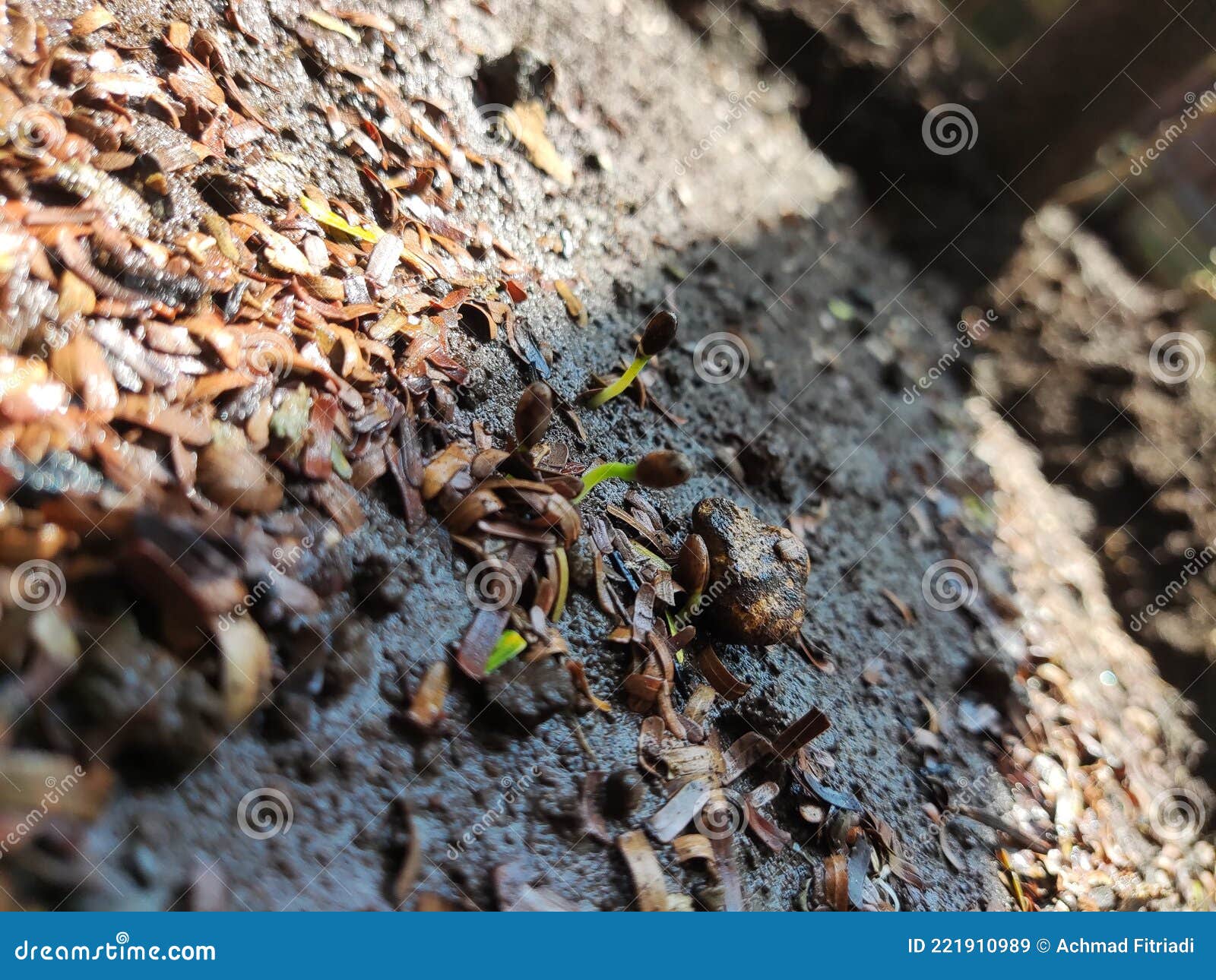 Growing pine seed stock image. Image of seed, pine, growing - 221910989