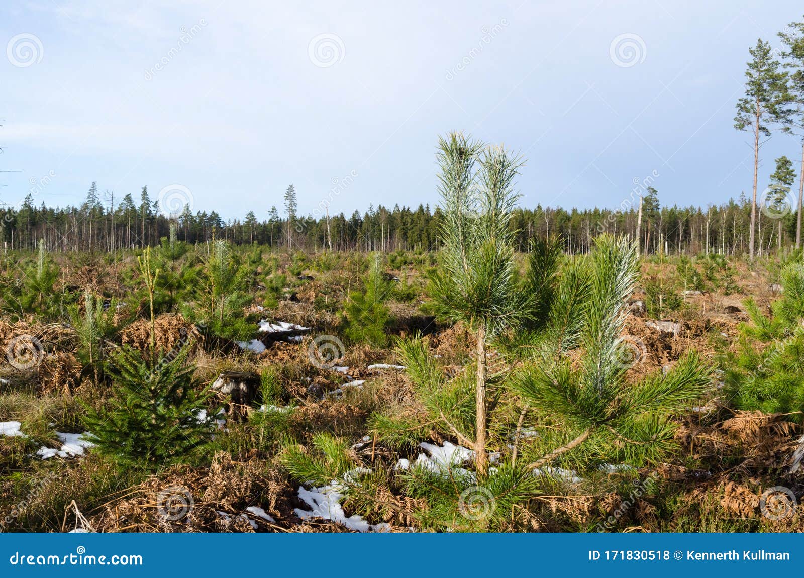Growing Pine Tree Plants by Springtime Stock Photo - Image of forest ...