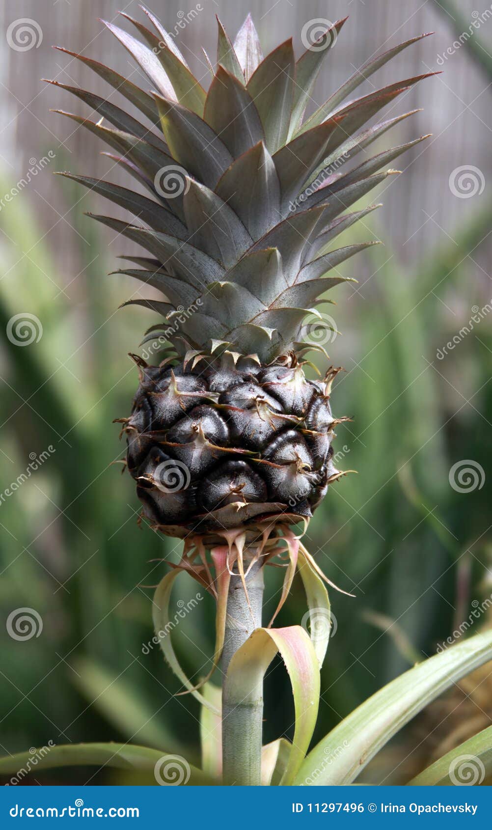 Growing pineapple stock photo. Image of dessert, plant - 11297496