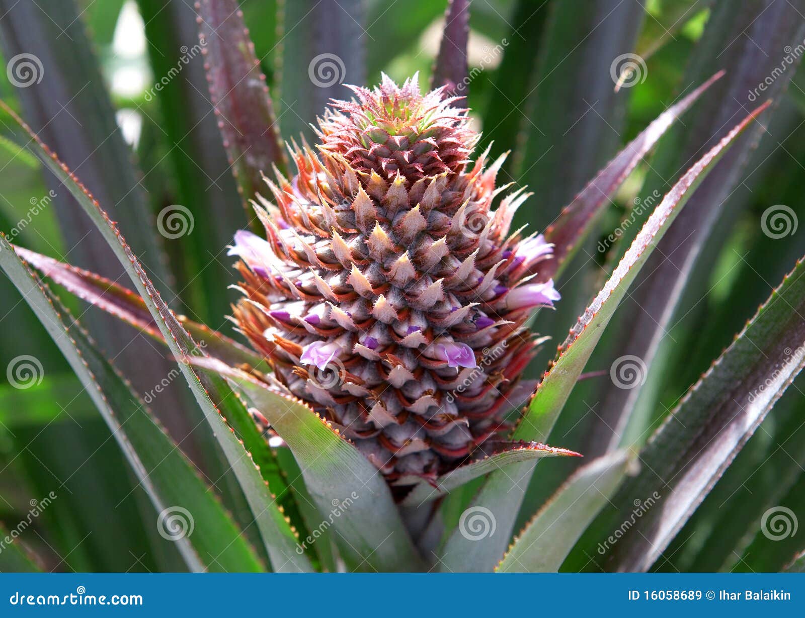 Growing pineapple stock image. Image of sharp, plant - 16058689