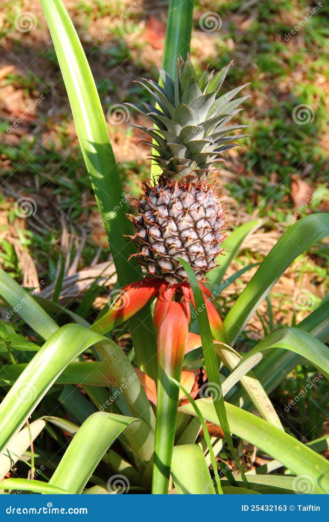 Growing pineapple stock image. Image of diet, field, growing - 25432163