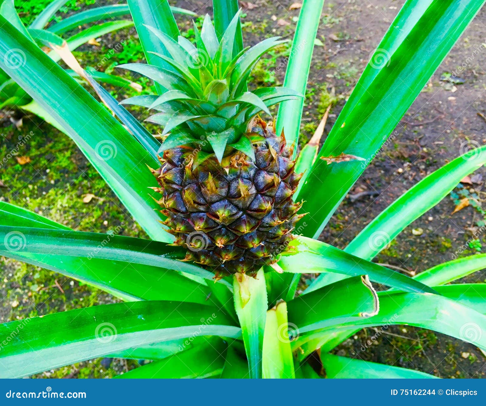 Growing Pineapple (Ananus Comosus) Stock Photo - Image of ripe, ananus ...