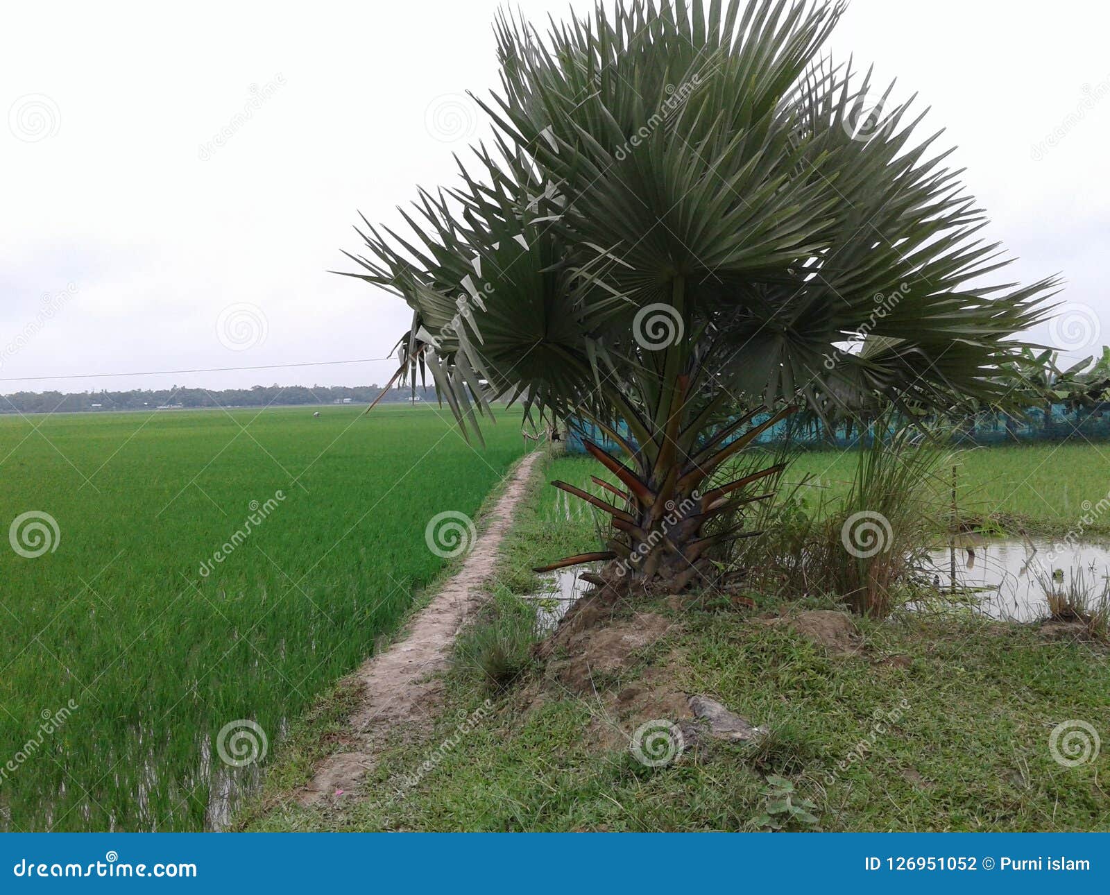 Plam tree stock photo. Image of tree, growing, plam - 126951052