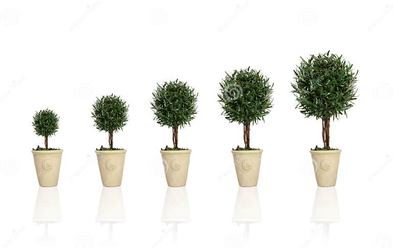 Growing Plant stock photo. Image of plant, stages, heightening - 2065160