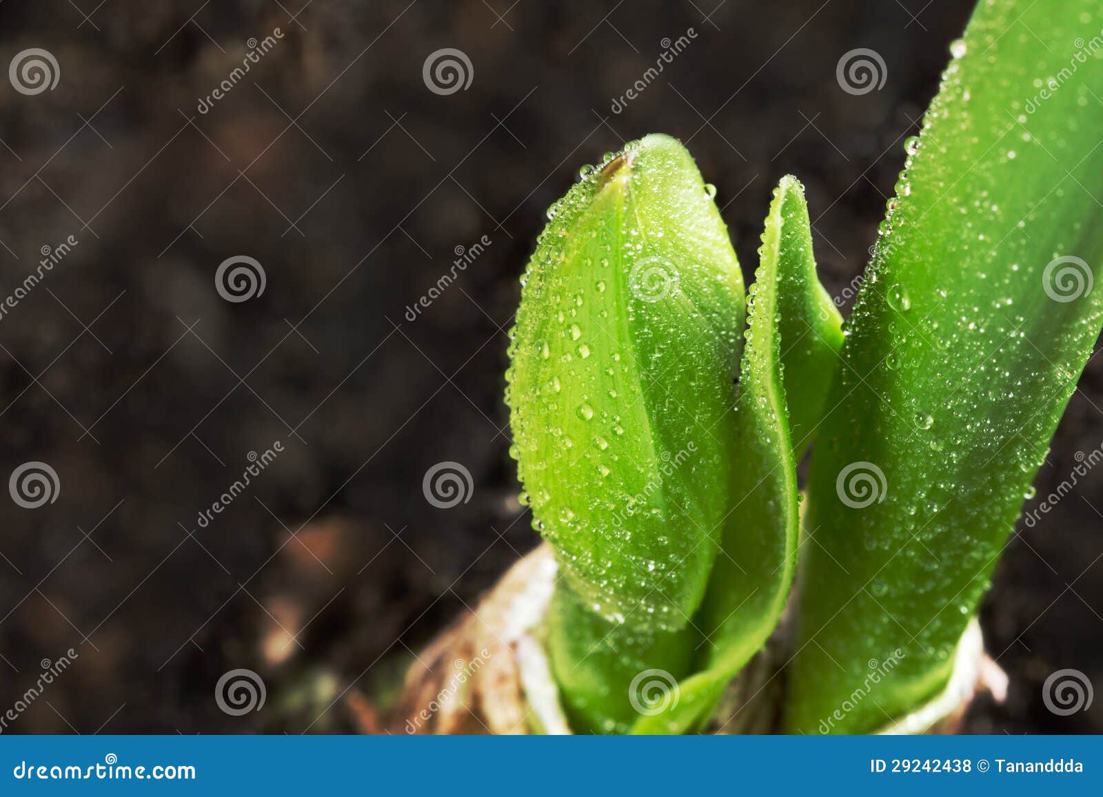 Growing plant stock photo. Image of growth, copy, life - 29242438