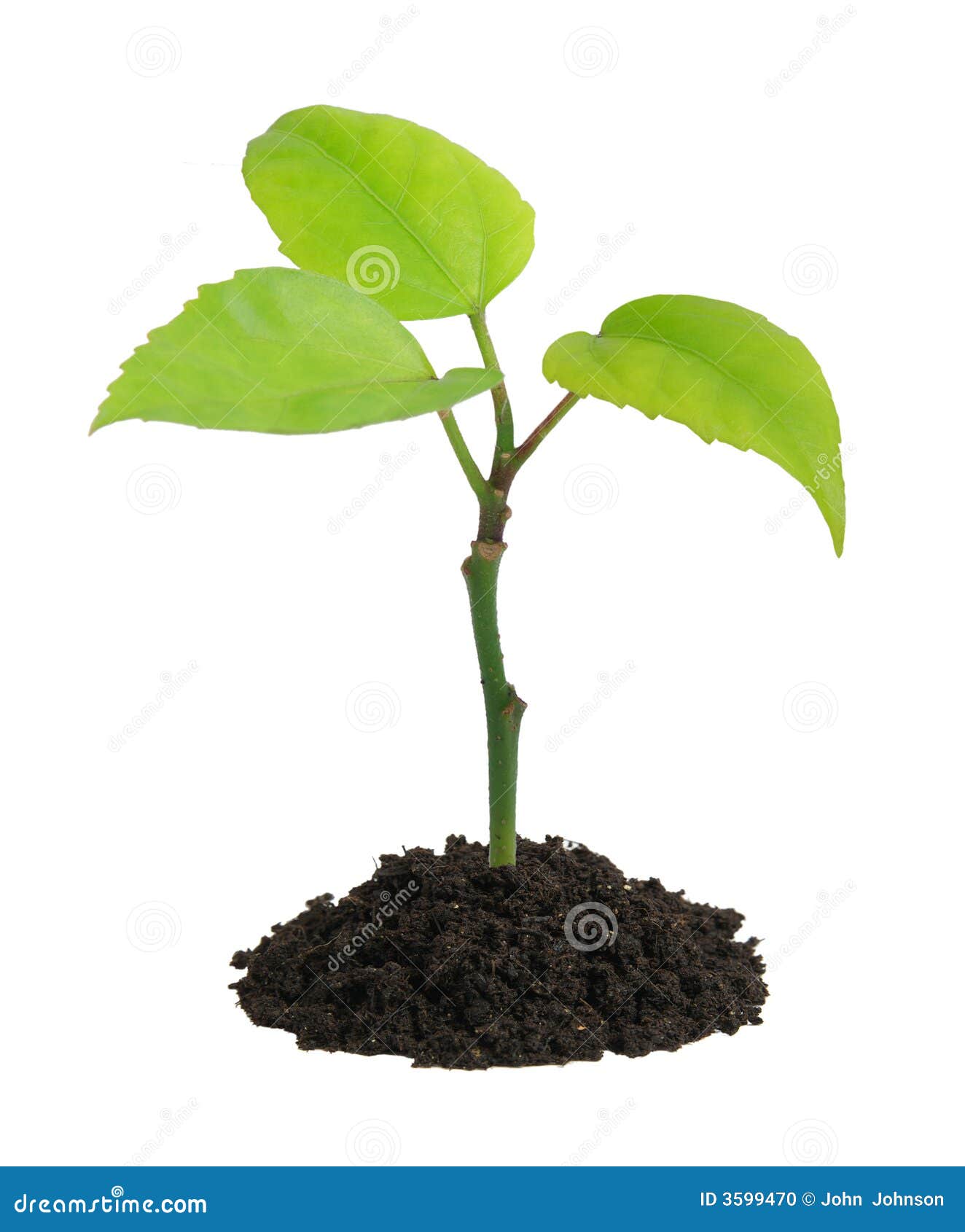 Growing Plant stock photo. Image of branch, environment - 3599470