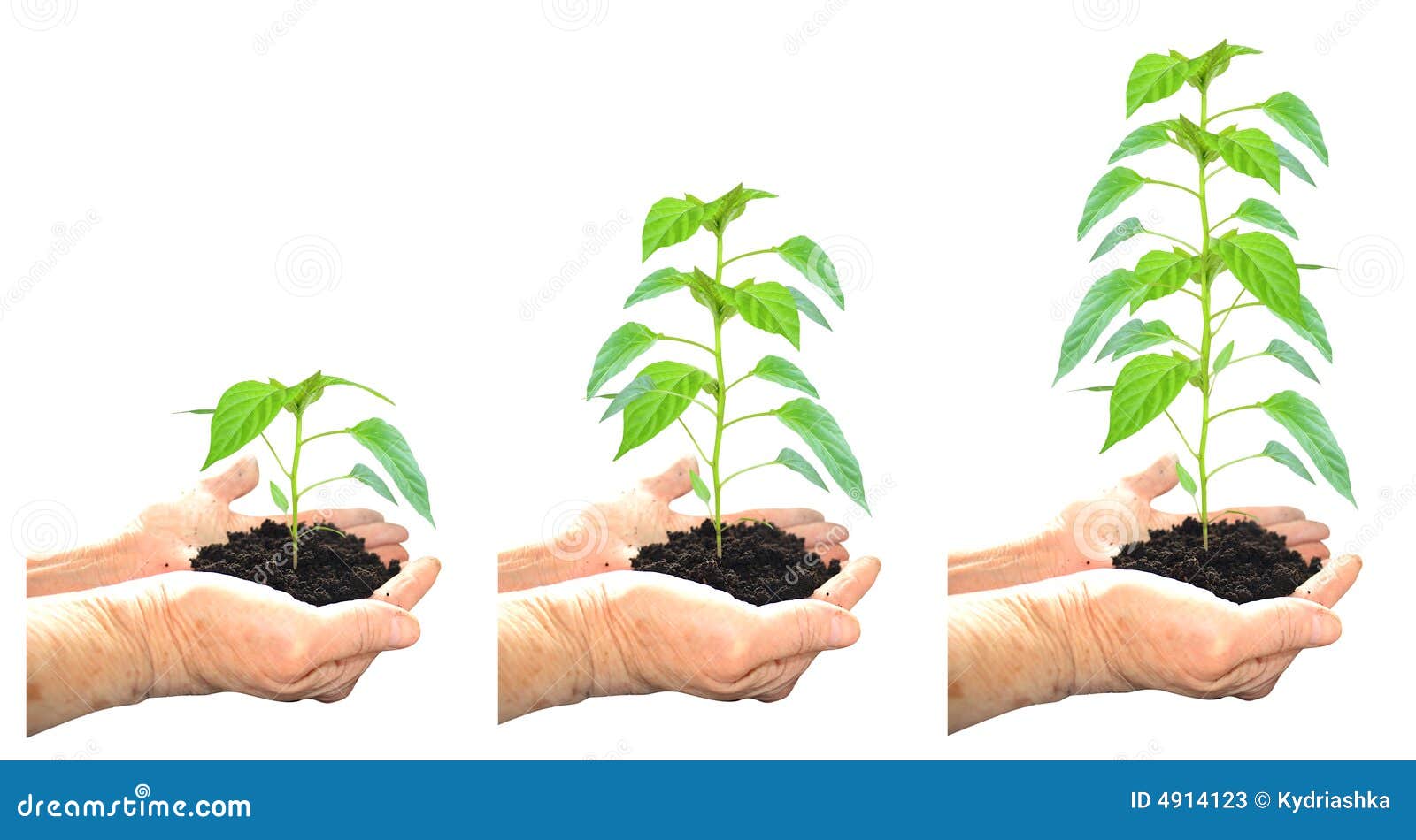 Growing plant stock image. Image of botany, agriculture - 4914123