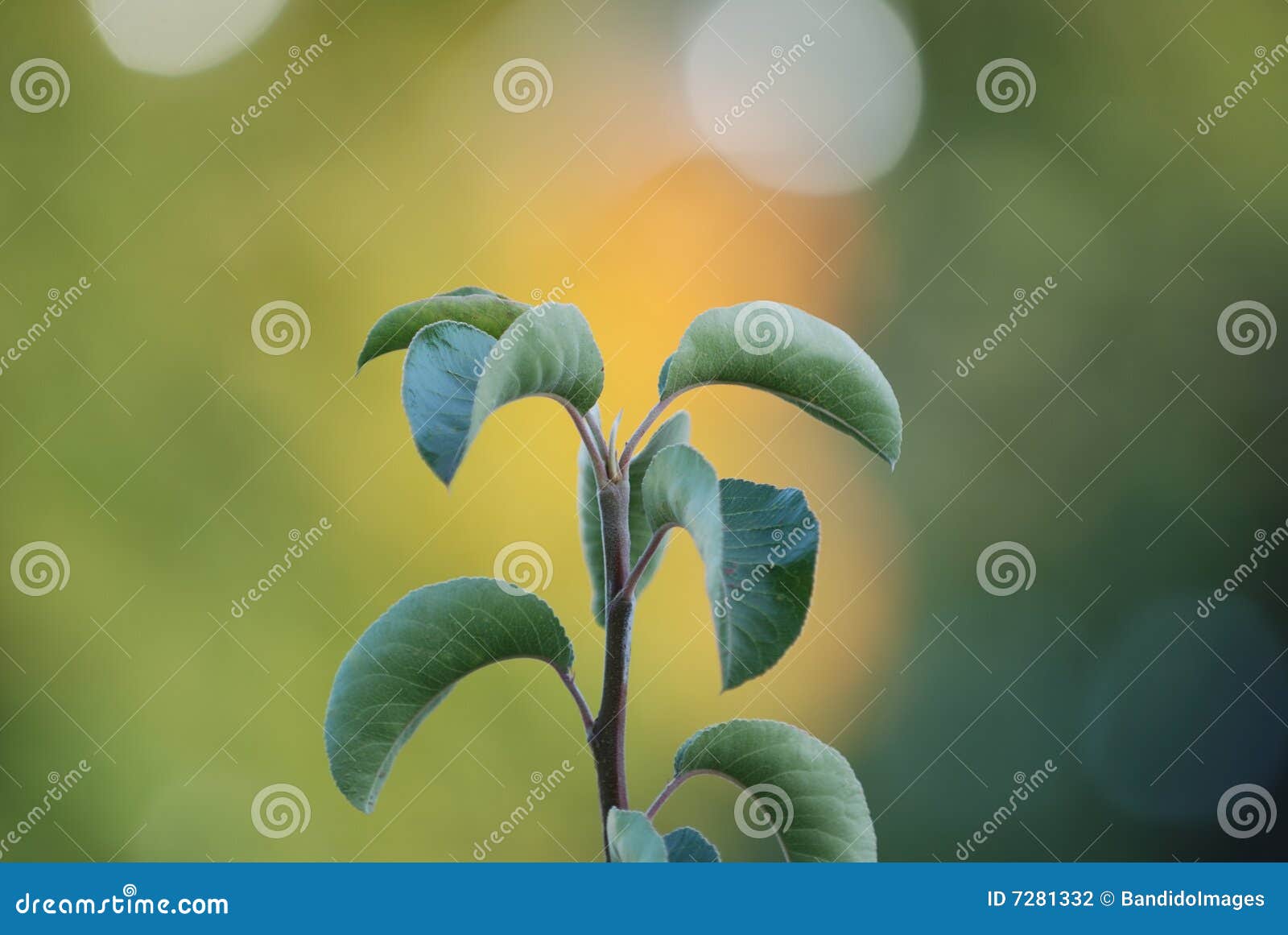 Growing plant stock photo. Image of successful, spring - 7281332