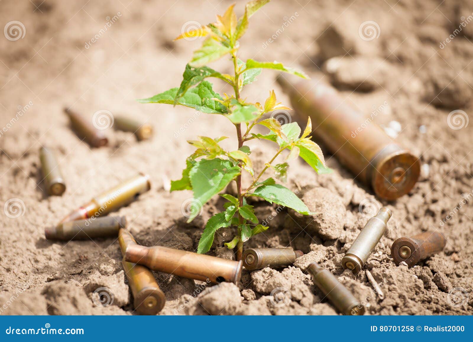 Growing Plant between Cartridge-cases in Post-war World Stock Photo ...