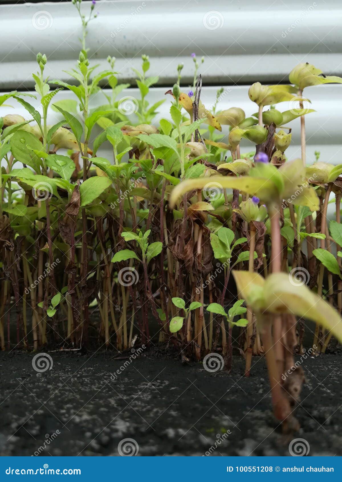 Growing stock photo. Image of nature, leafs, drops, growing - 100551208