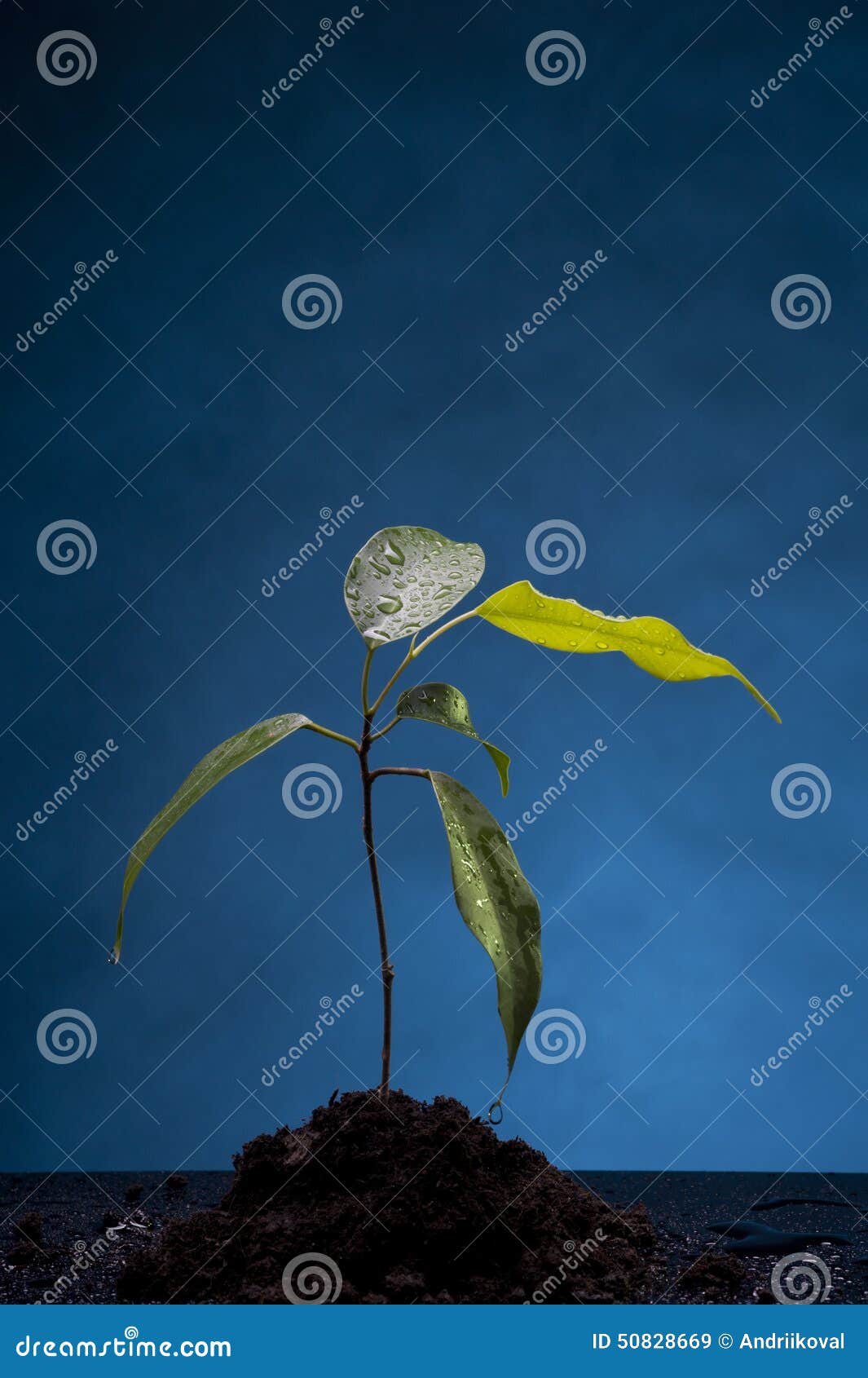 Growing Plant in the Ground Stock Image - Image of natural, seedling ...
