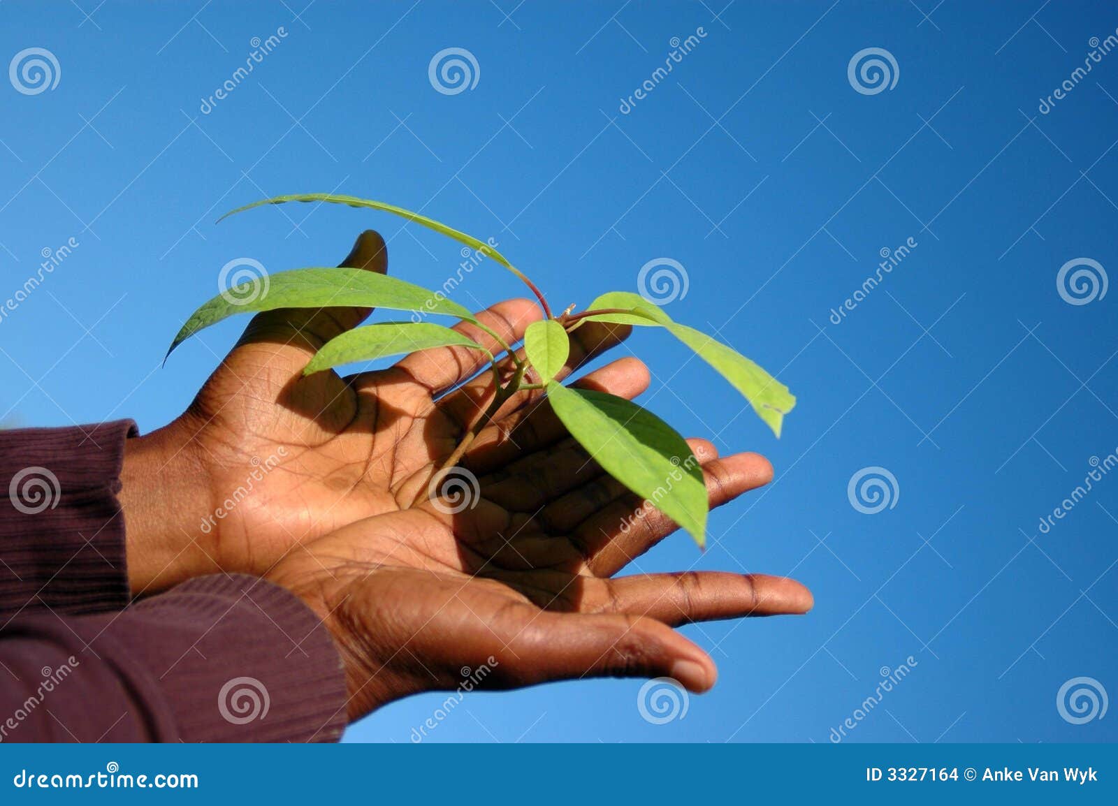 Growing plant in hands stock photo. Image of african, give - 3327164