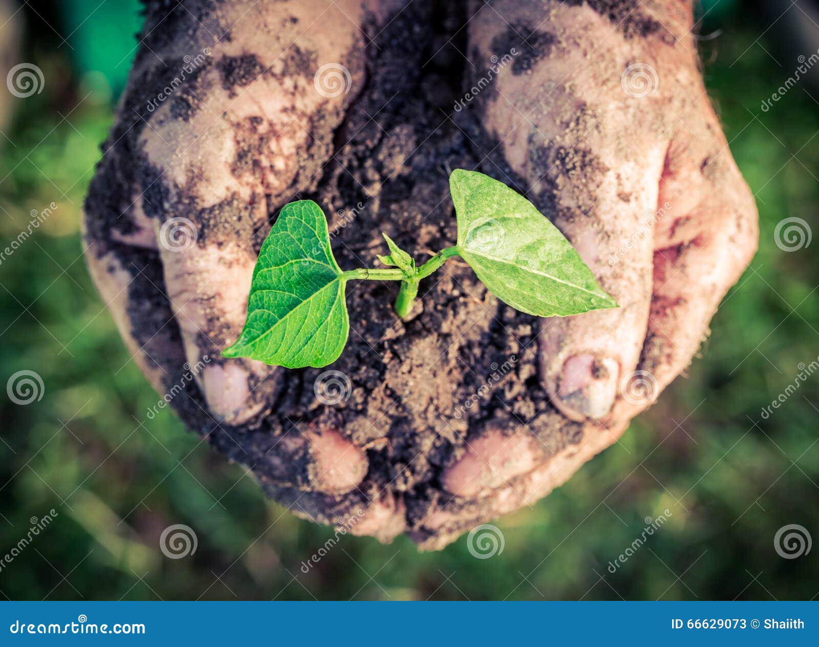 Growing plant in hands stock image. Image of agriculture - 66629073