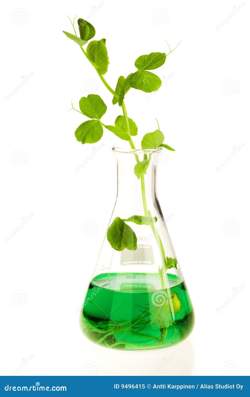 Growing plant in lab stock image. Image of biotechnology - 9496415