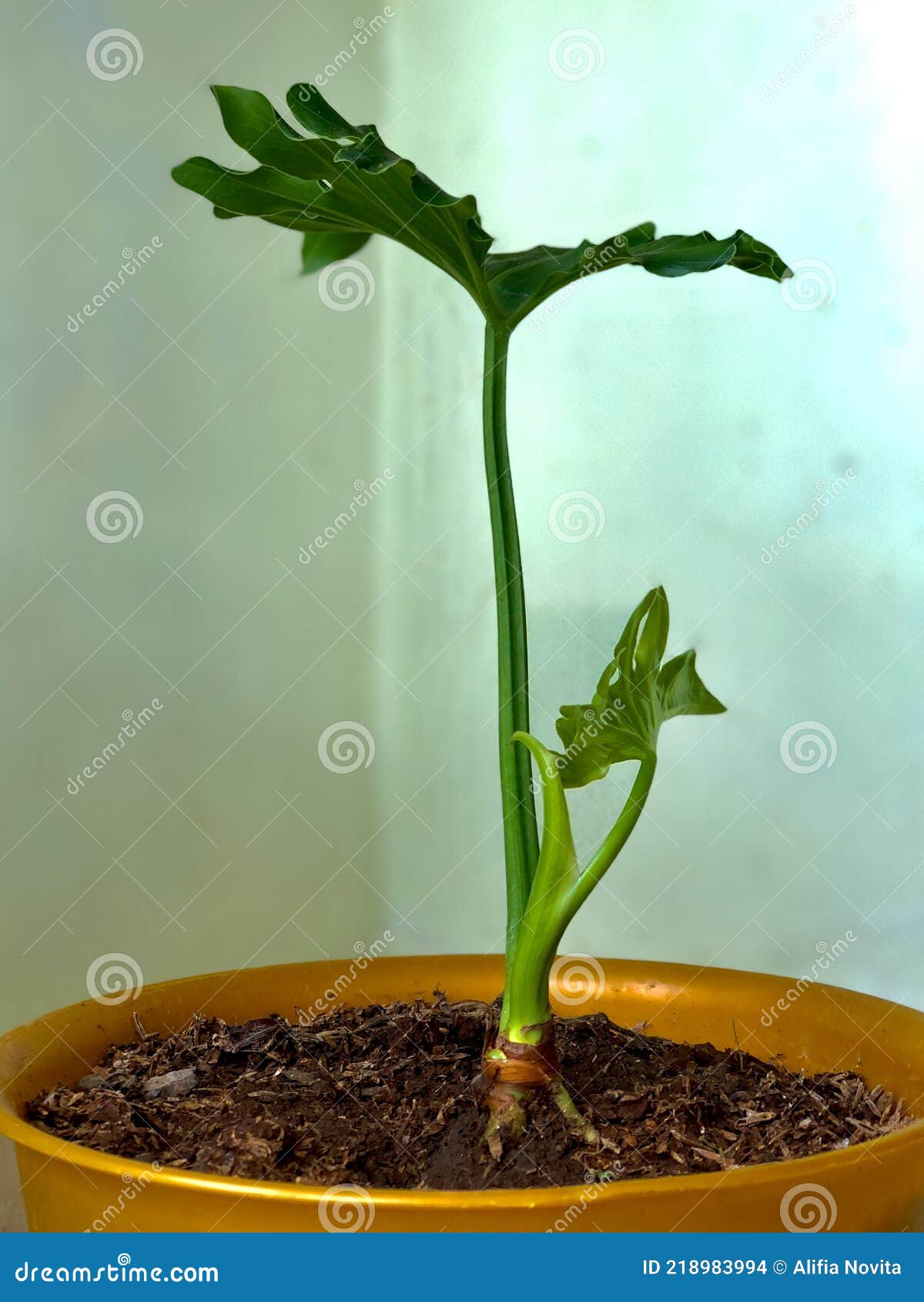 Growing plant stock photo. Image of green, plant, growing - 218983994