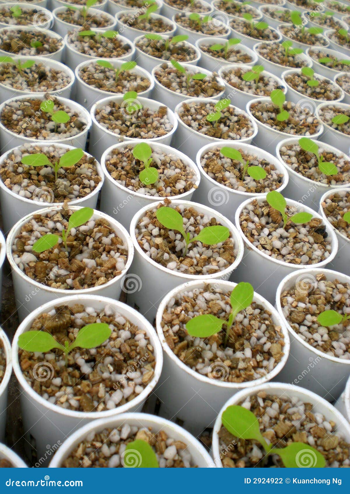 Growing Plant - New Life stock photo. Image of seedling - 2924922