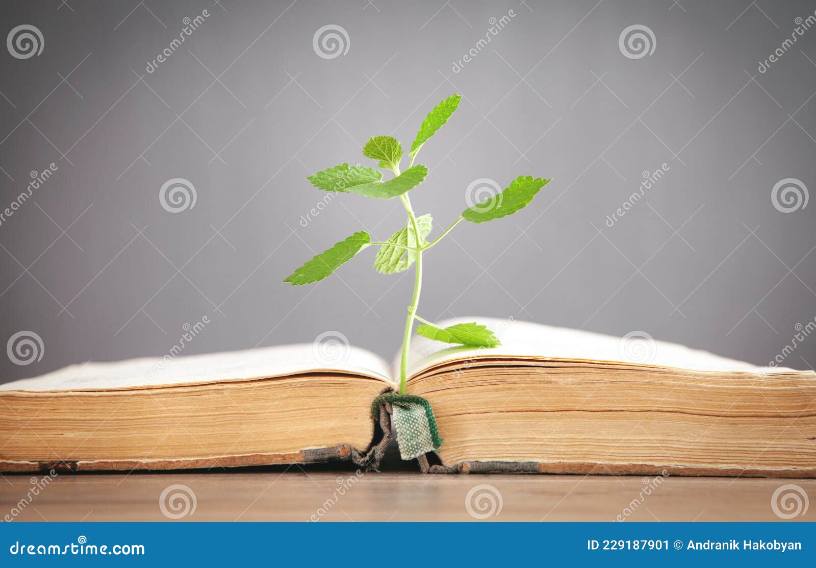 Growing Plant from Old Book Stock Image - Image of book, study: 229187901