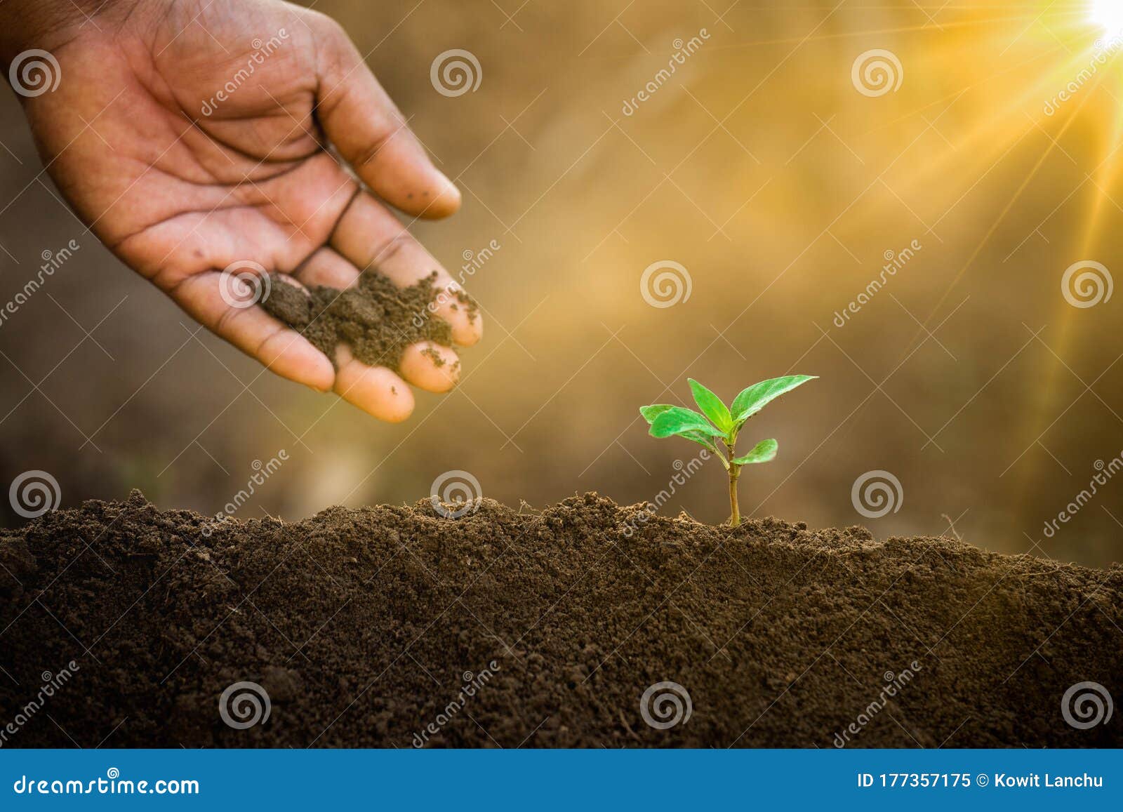 Growing Plant or Protecting Environment. Sustainable Environment ...