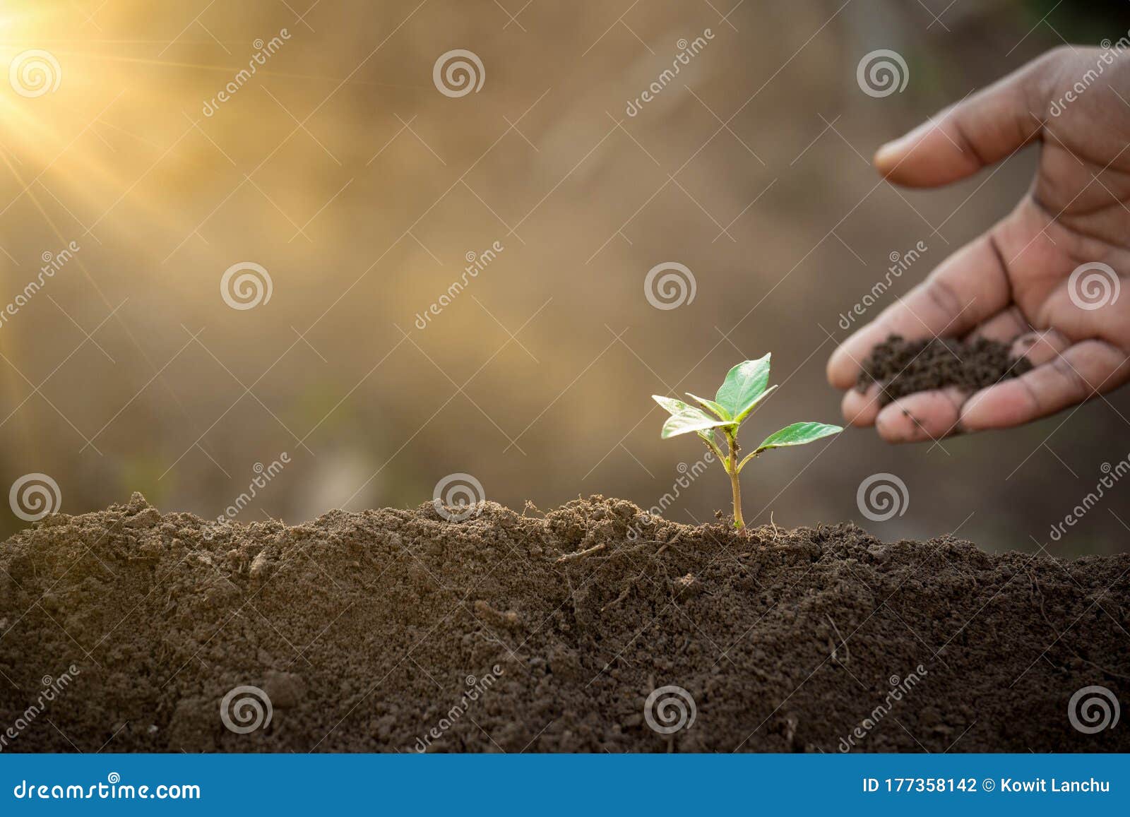 Growing Plant or Protecting Environment. Sustainable Environment ...