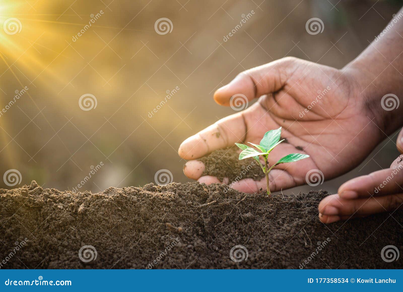 Growing Plant or Protecting Environment. Sustainable Environment ...