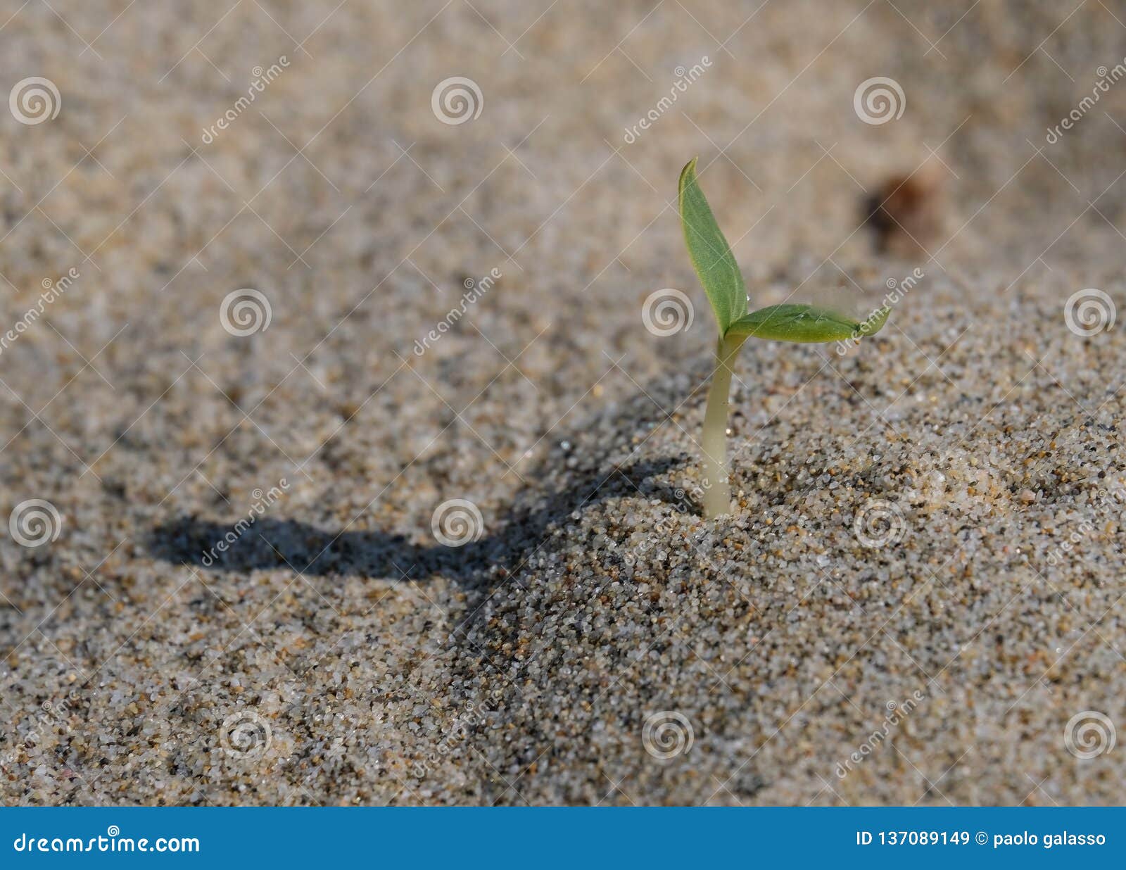 Growing plant in sand stock image. Image of beach, little - 137089149