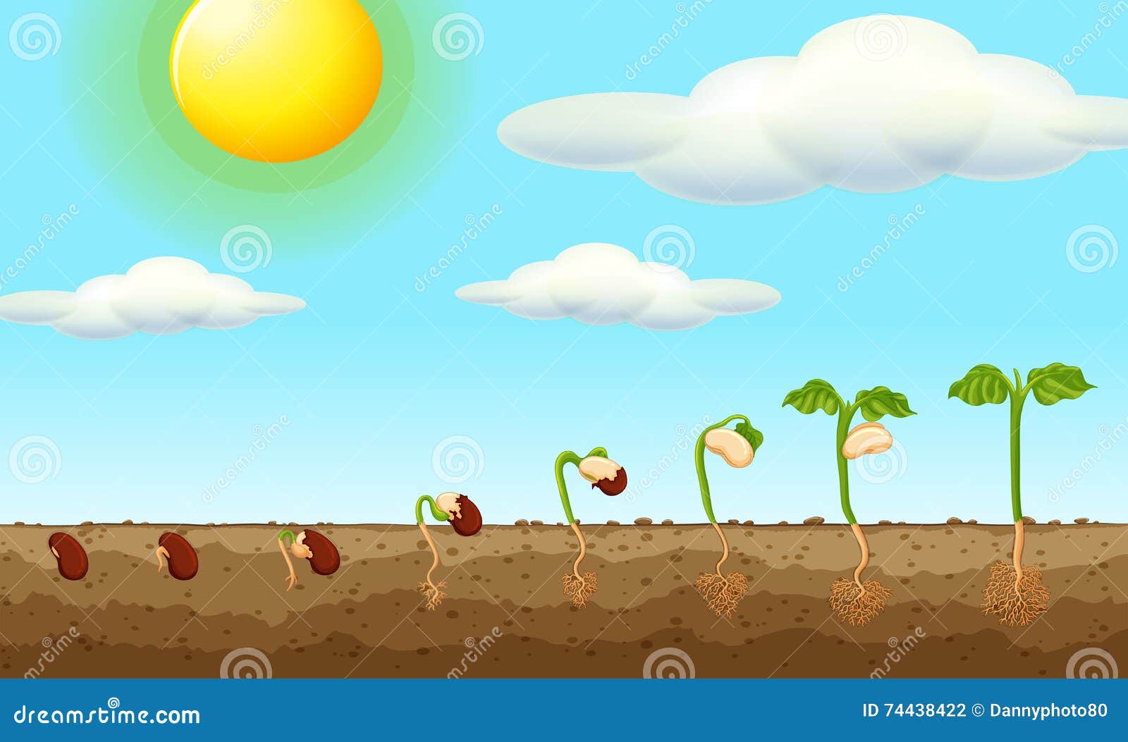 Seed Cartoons, Illustrations & Vector Stock Images - 145588 Pictures to ...