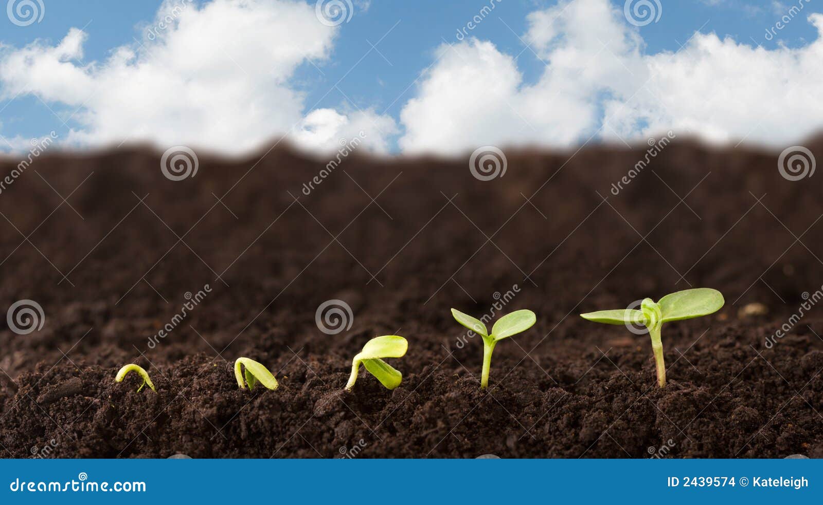 Growing Plant Sequence Stock Images - Image: 2439574
