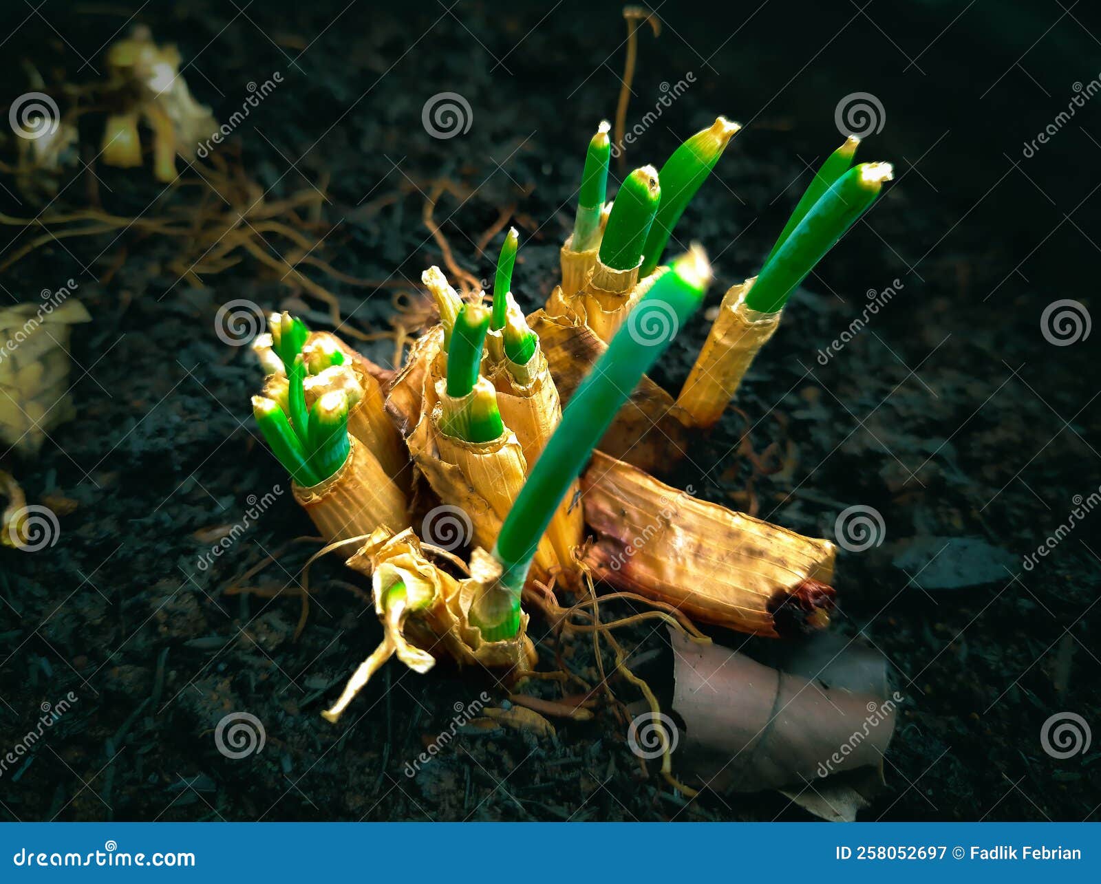 Growing plant shoot stock image. Image of sprout, fish - 258052697