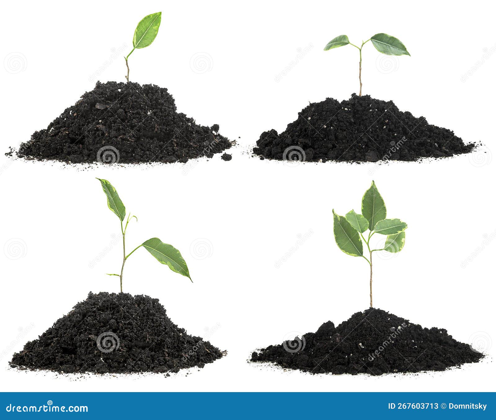 Growing Plant in Soil Isolated on White Background. Plant Germination ...