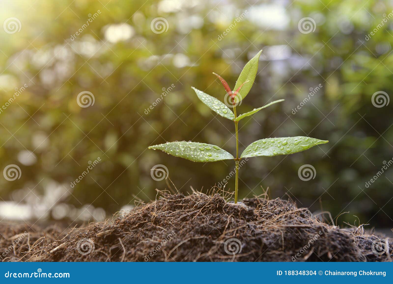 Growing Plant on the Soil with Sun Ray Stock Photo - Image of ecology ...